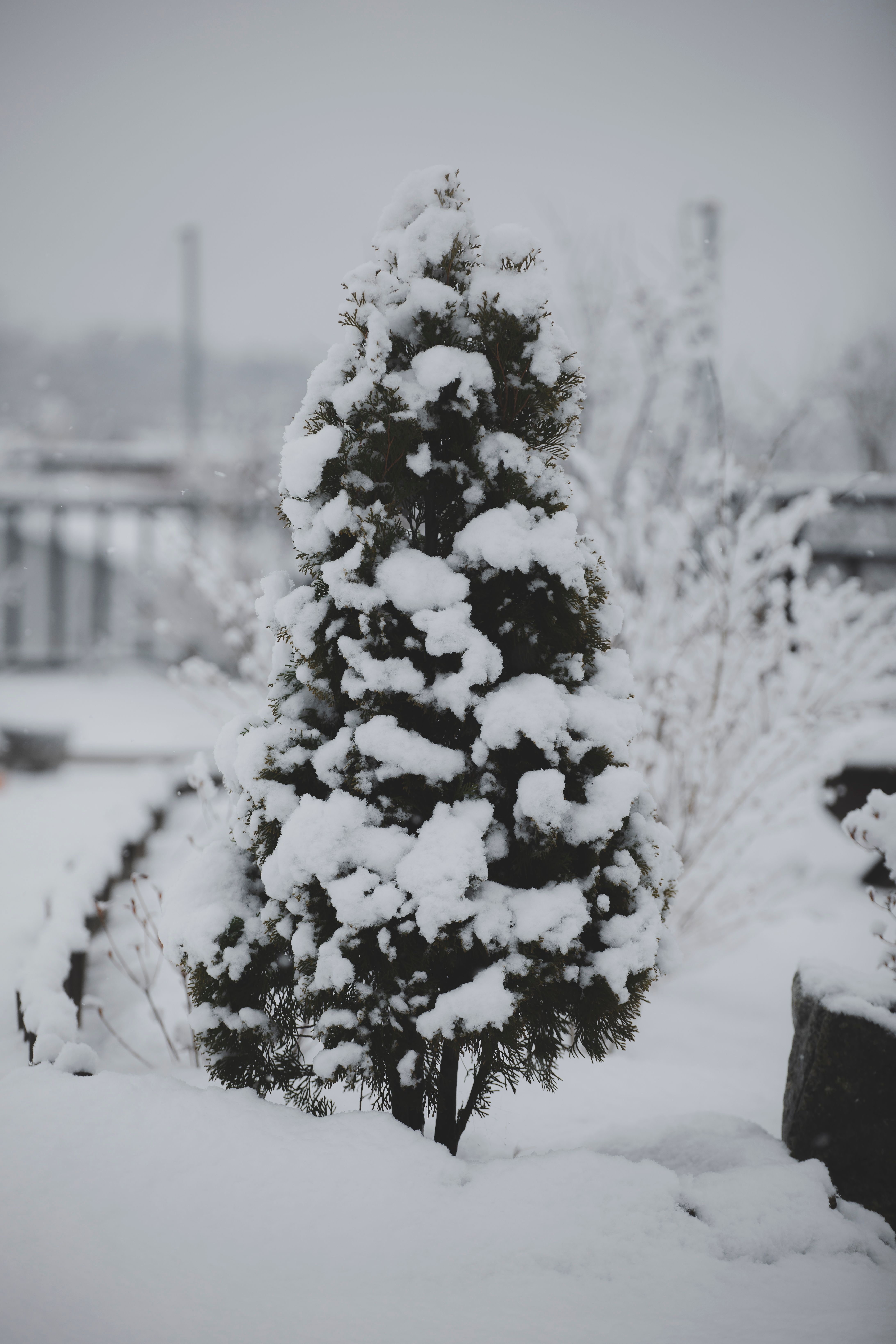 Snow-Covered Evergreen Tree in Winter Landscape · Free Stock Photo