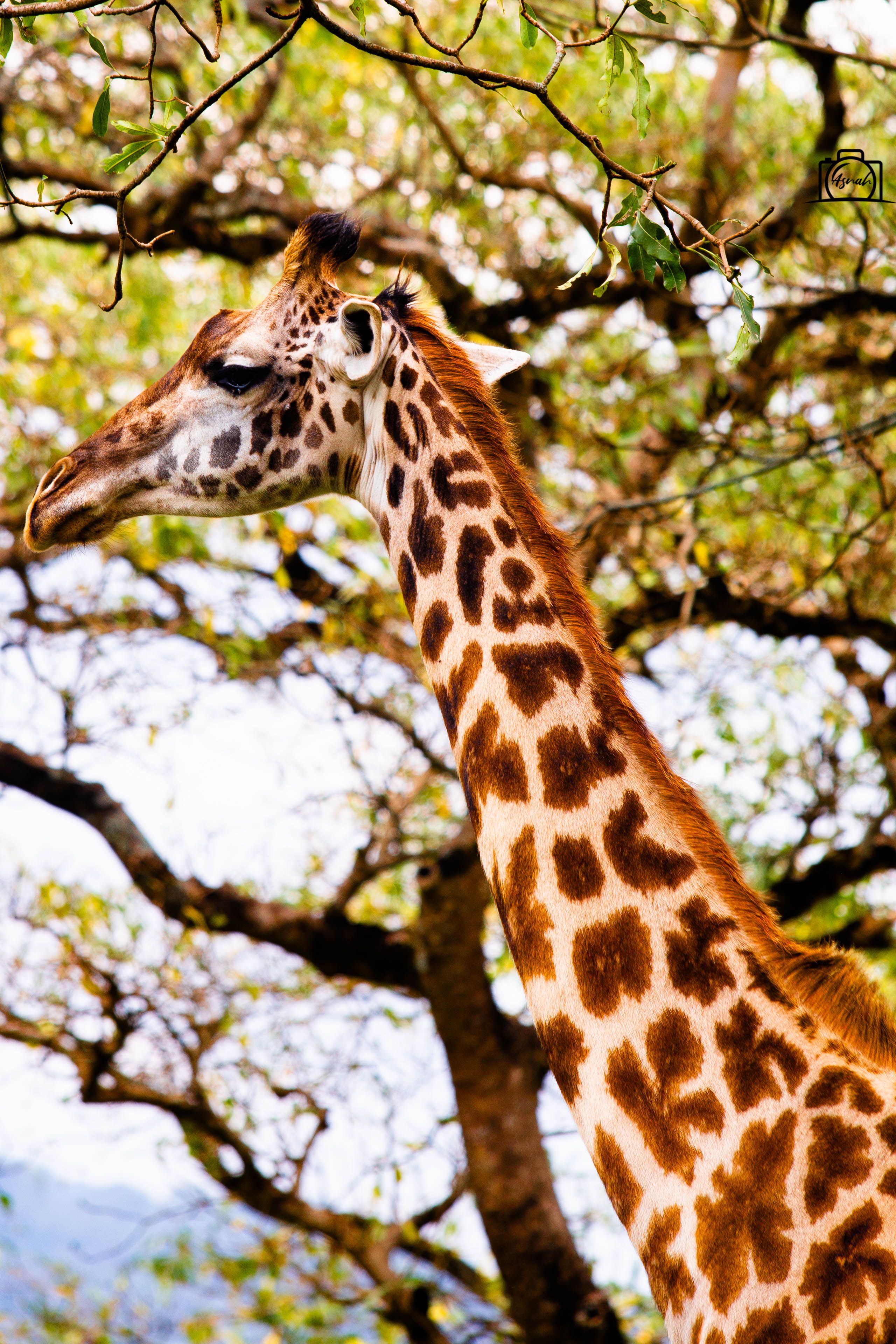 Majestic Giraffe in Tanzania's Natural Habitat · Free Stock Photo