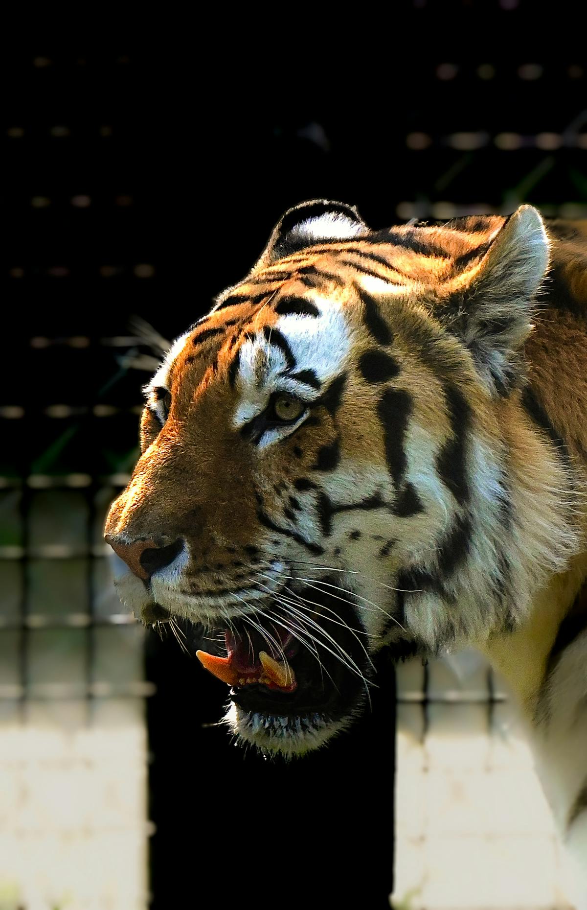 Zoo Animals Photos, Download The BEST Free Zoo Animals Stock Photos ...