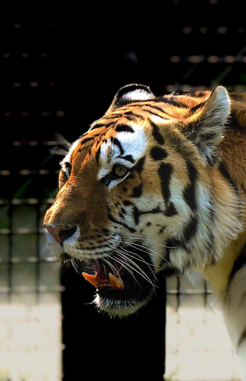 Zoo Animals Photos, Download The BEST Free Zoo Animals Stock Photos ...