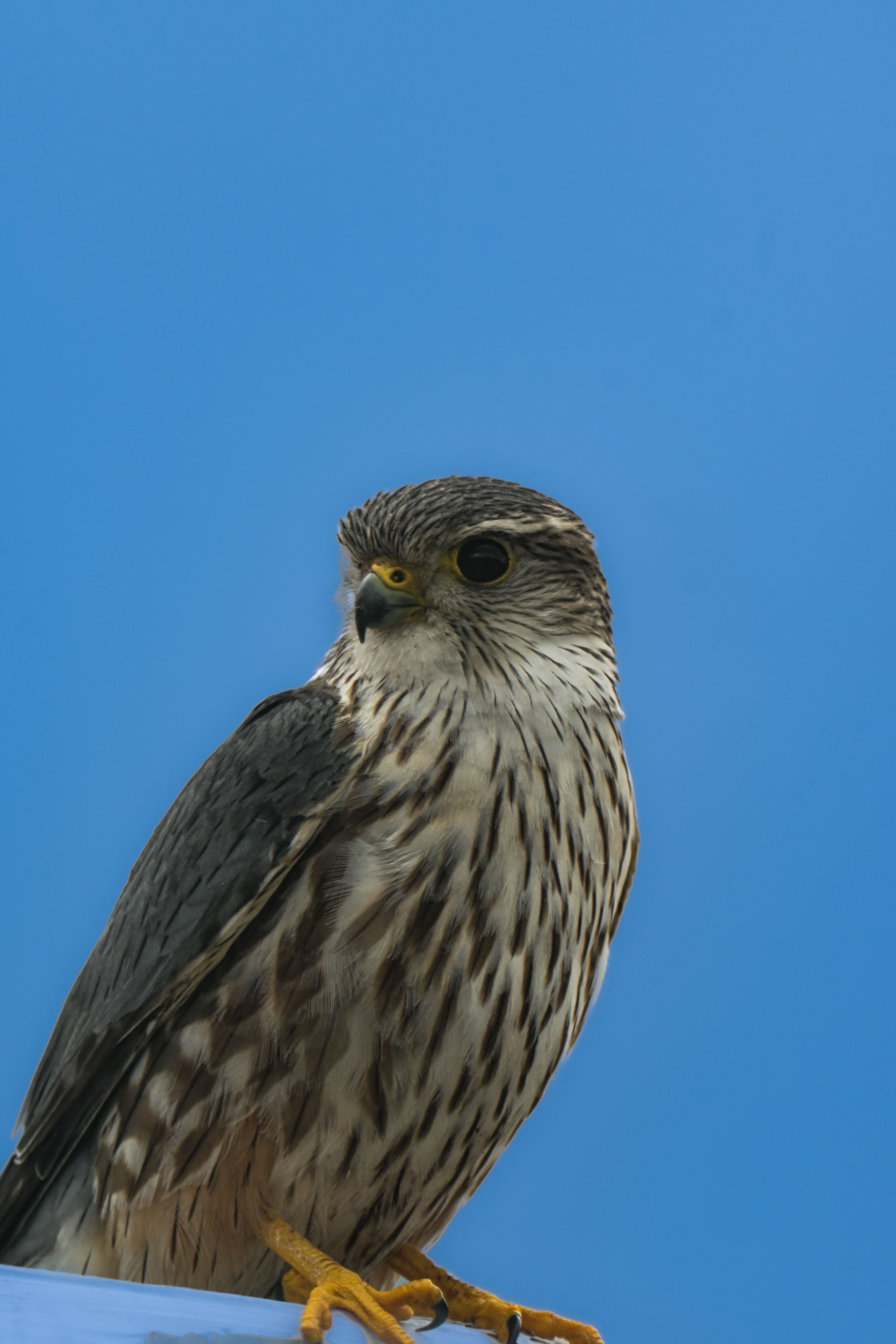 Portrait of a Merlin Falcon Against Blue Sky · Free Stock Photo