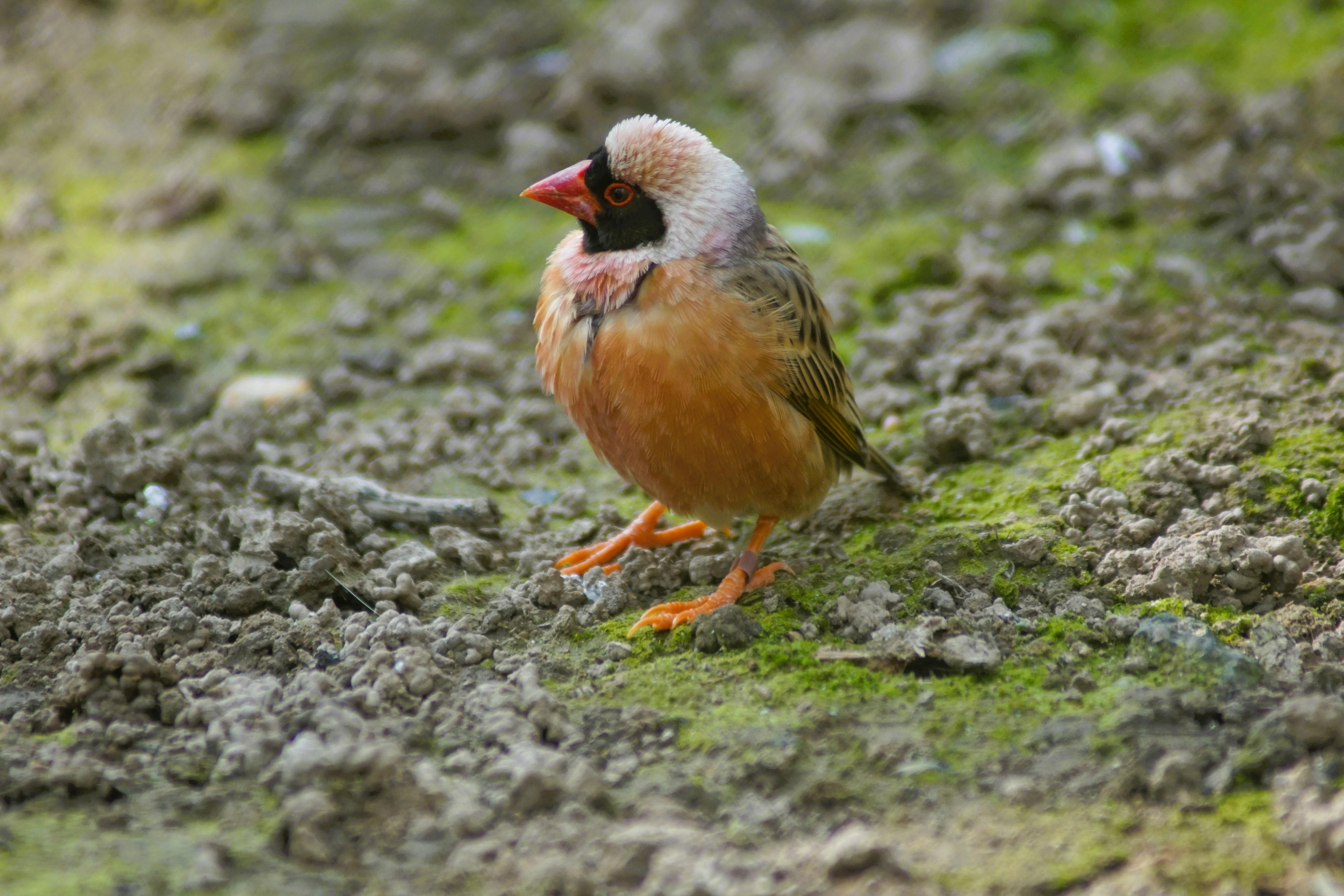 Flocking Bird Photos, Download The BEST Free Flocking Bird Stock Photos & HD Images