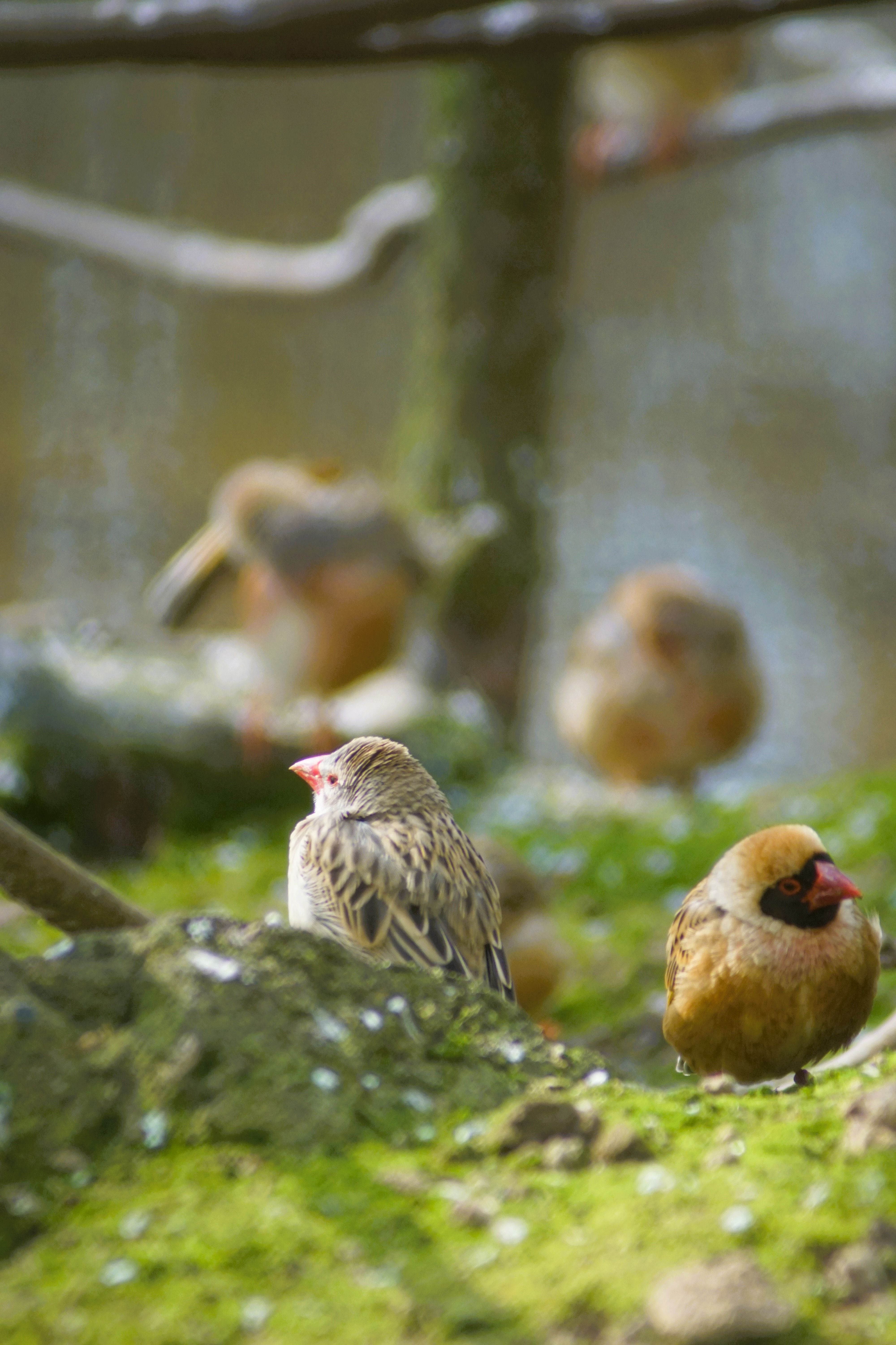 Colorful Quelea Birds Resting on Mossy Rock · Free Stock Photo