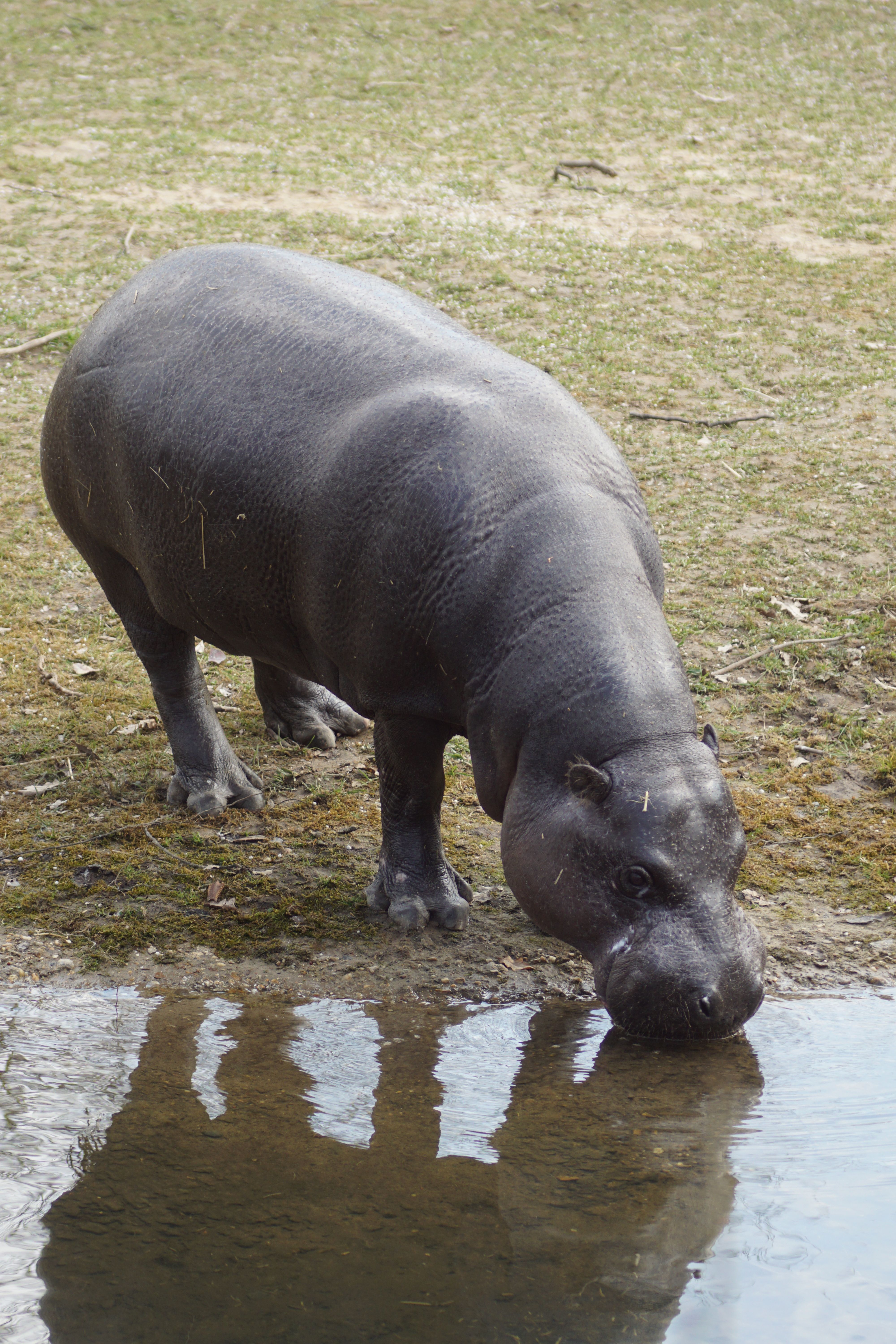 Pygmy Hippo Drinking in Kerkrade Zoo Habitat · Free Stock Photo