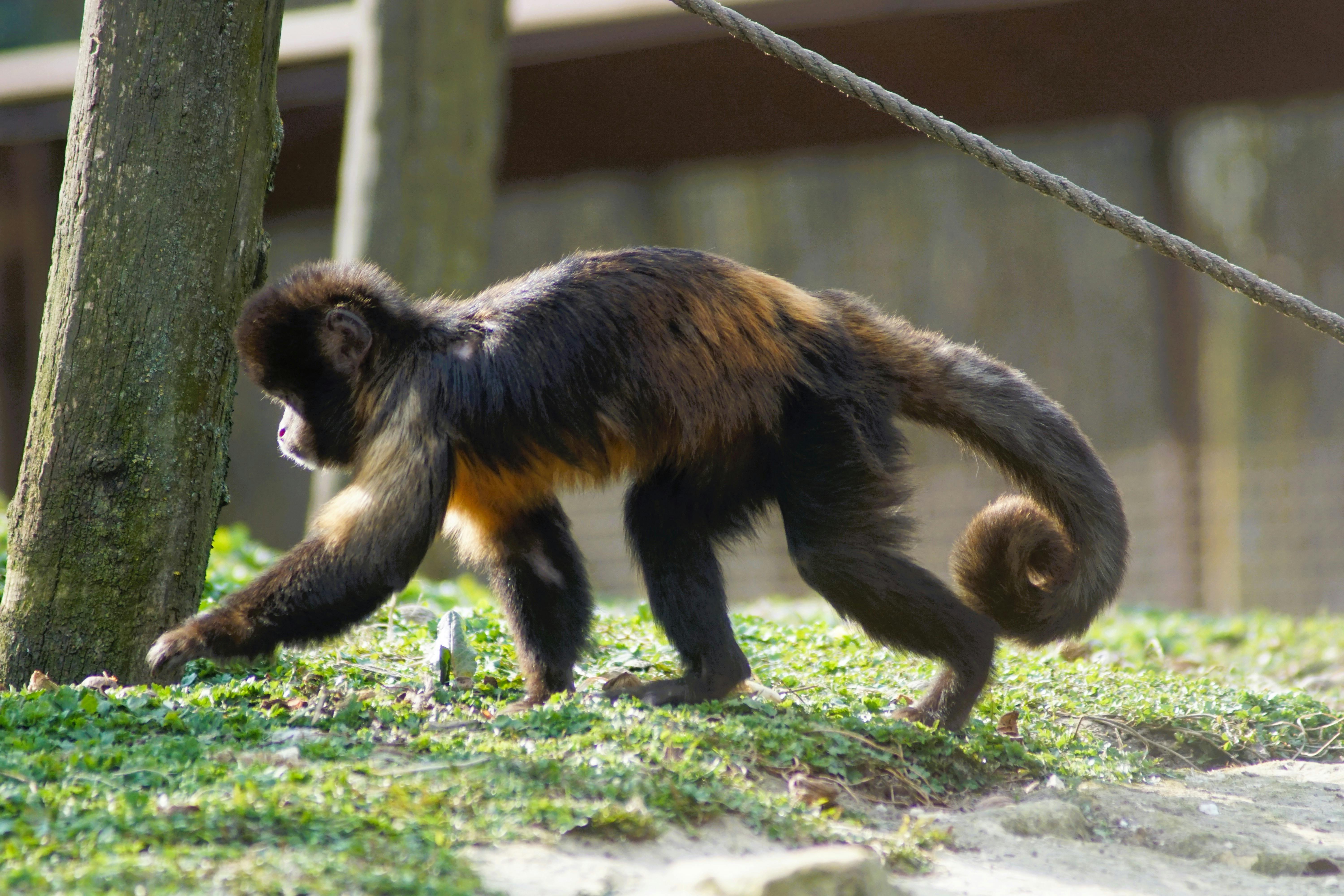 Capuchin Monkey Walking in Natural Habitat · Free Stock Photo