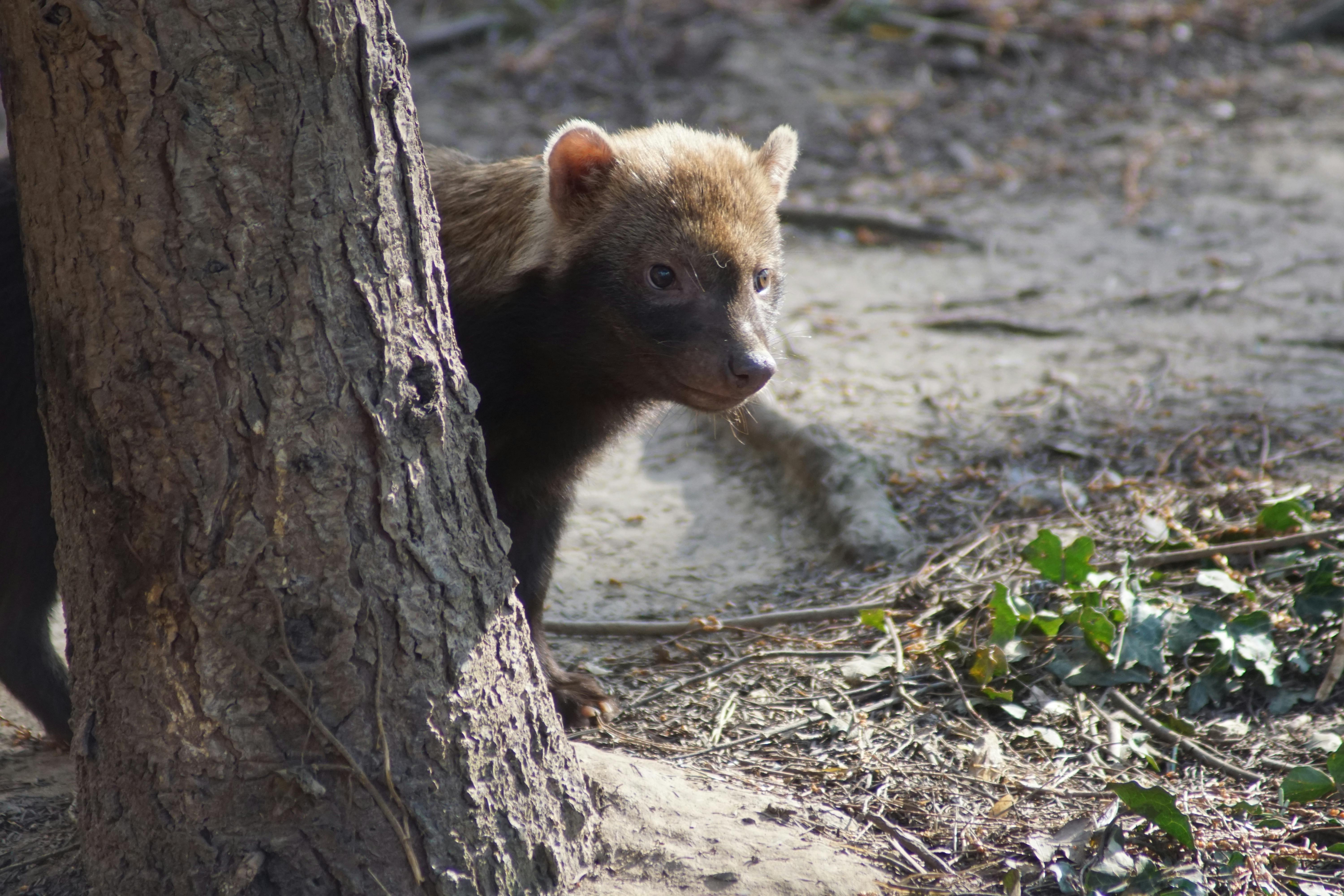 Escurridizo Perro De Monte En Su Hábitat Natural · Foto de stock gratuita