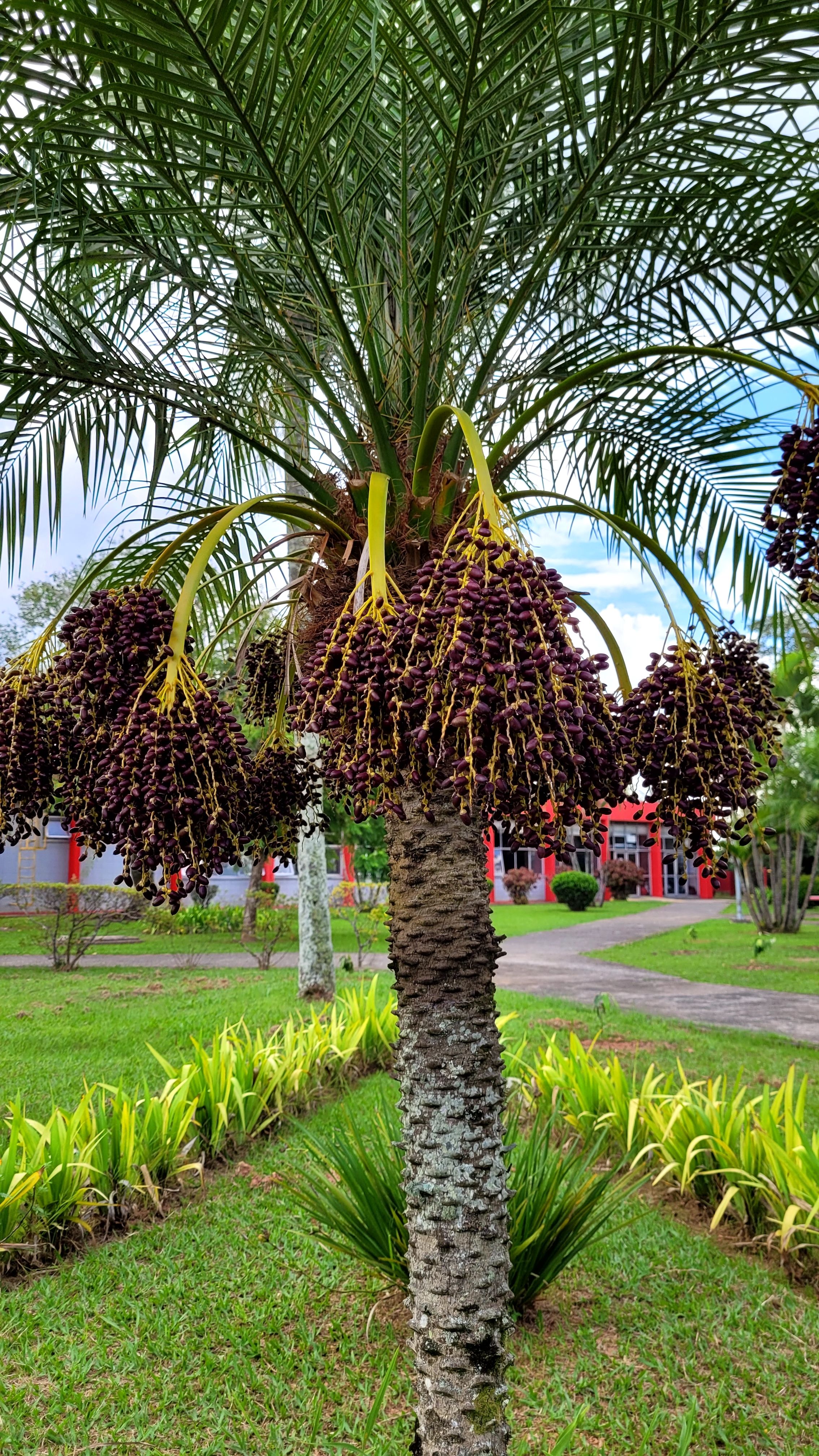 Açai Palm Tree Laden with Clusters of Berries · Free Stock Photo