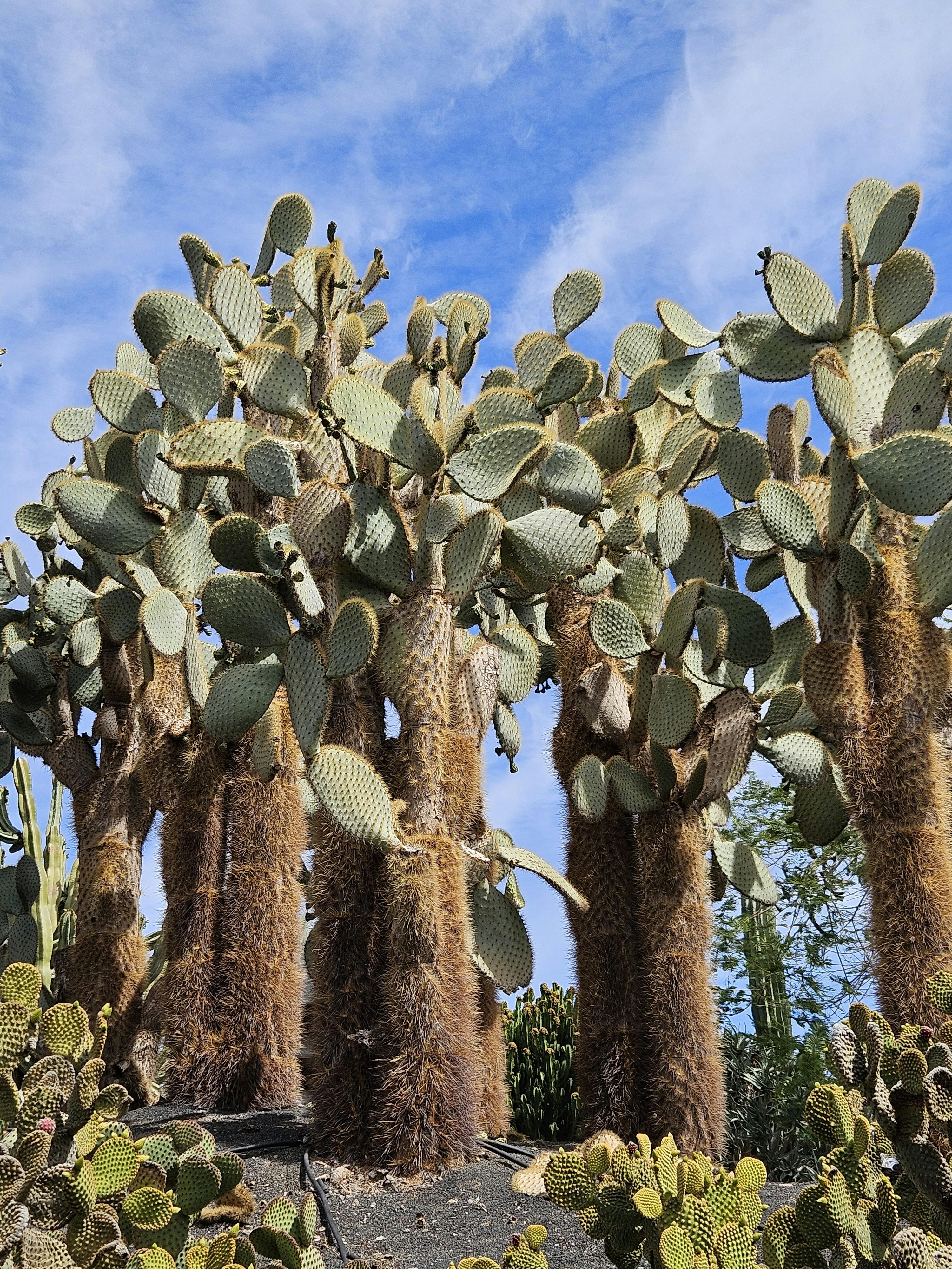 Tall Cactus Trees in Canary Islands · Free Stock Photo