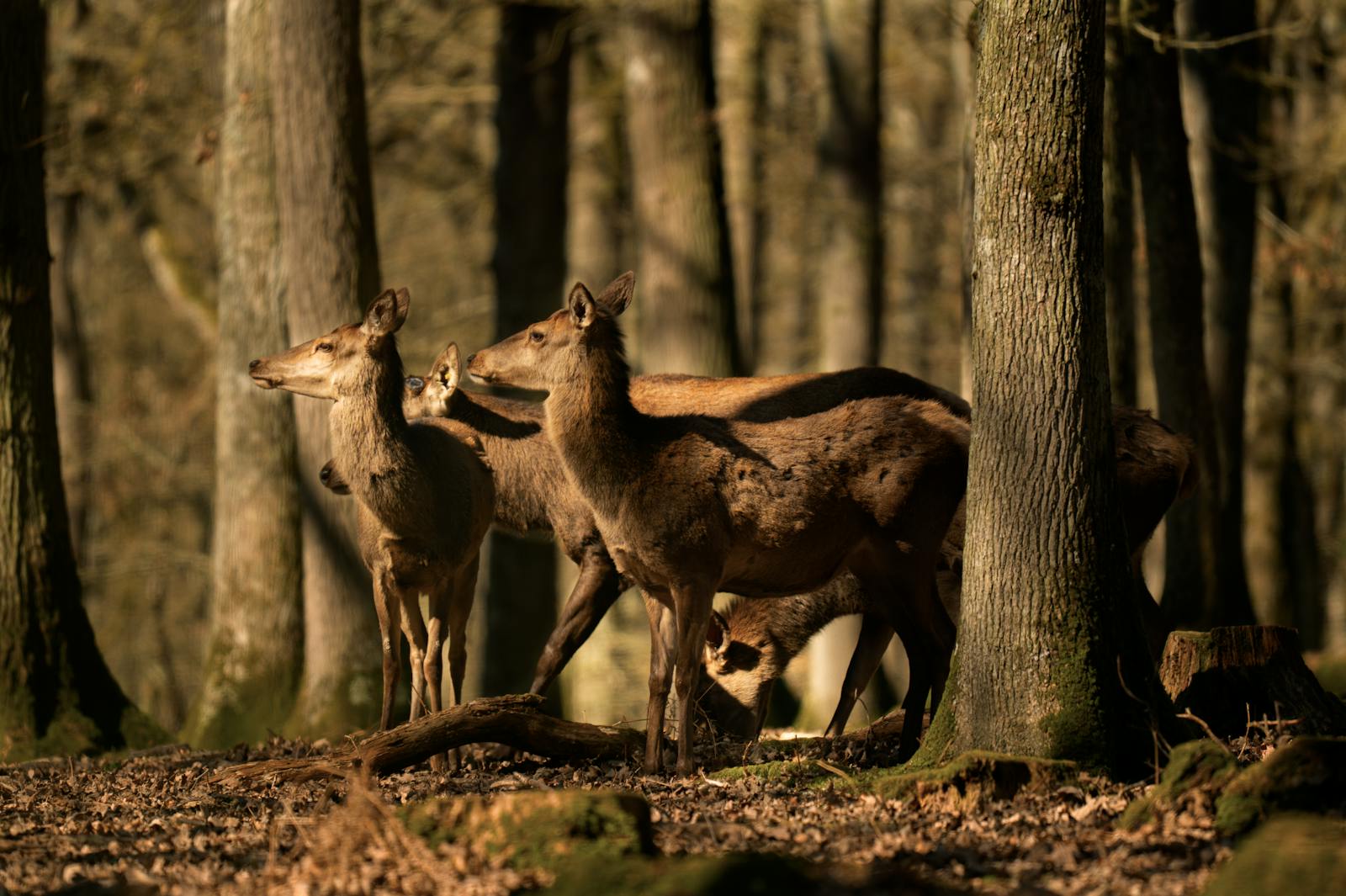 Forest Animals Photos, Download The BEST Free Forest Animals Stock ...