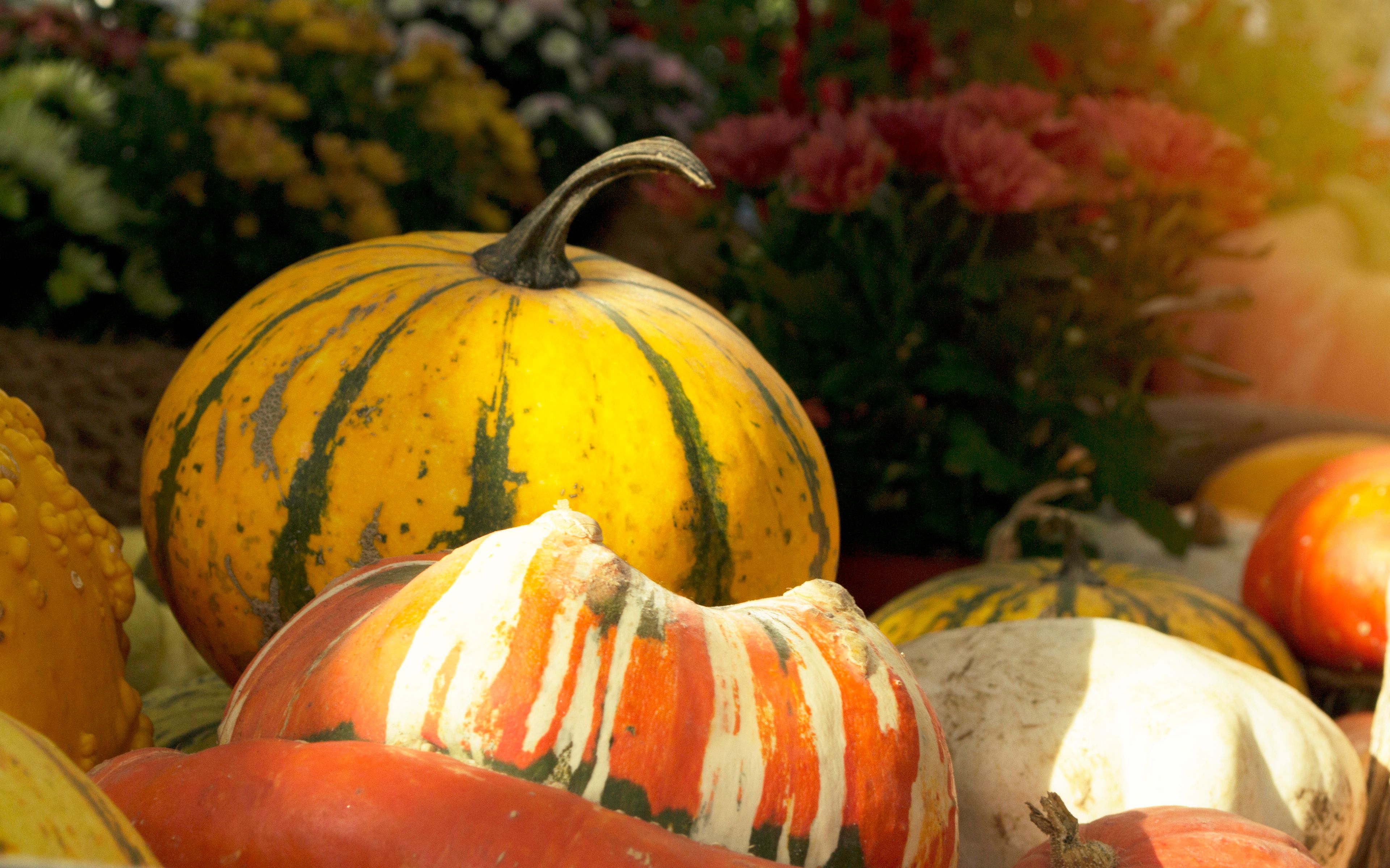 Vibrant Autumn Harvest with Gourds and Pumpkins · Free Stock Photo
