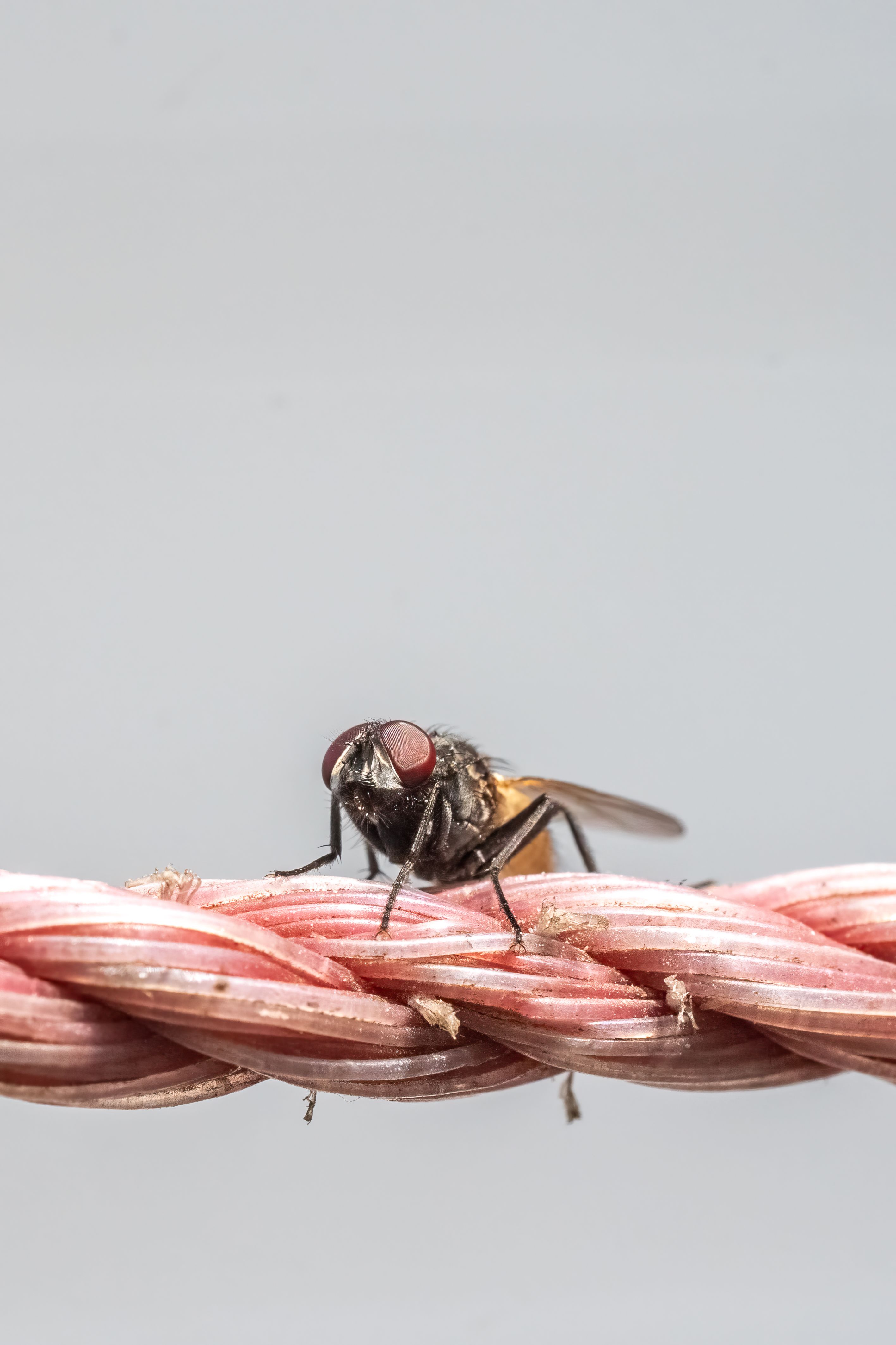 Close-up of a Fly on Twisted Rope · Free Stock Photo