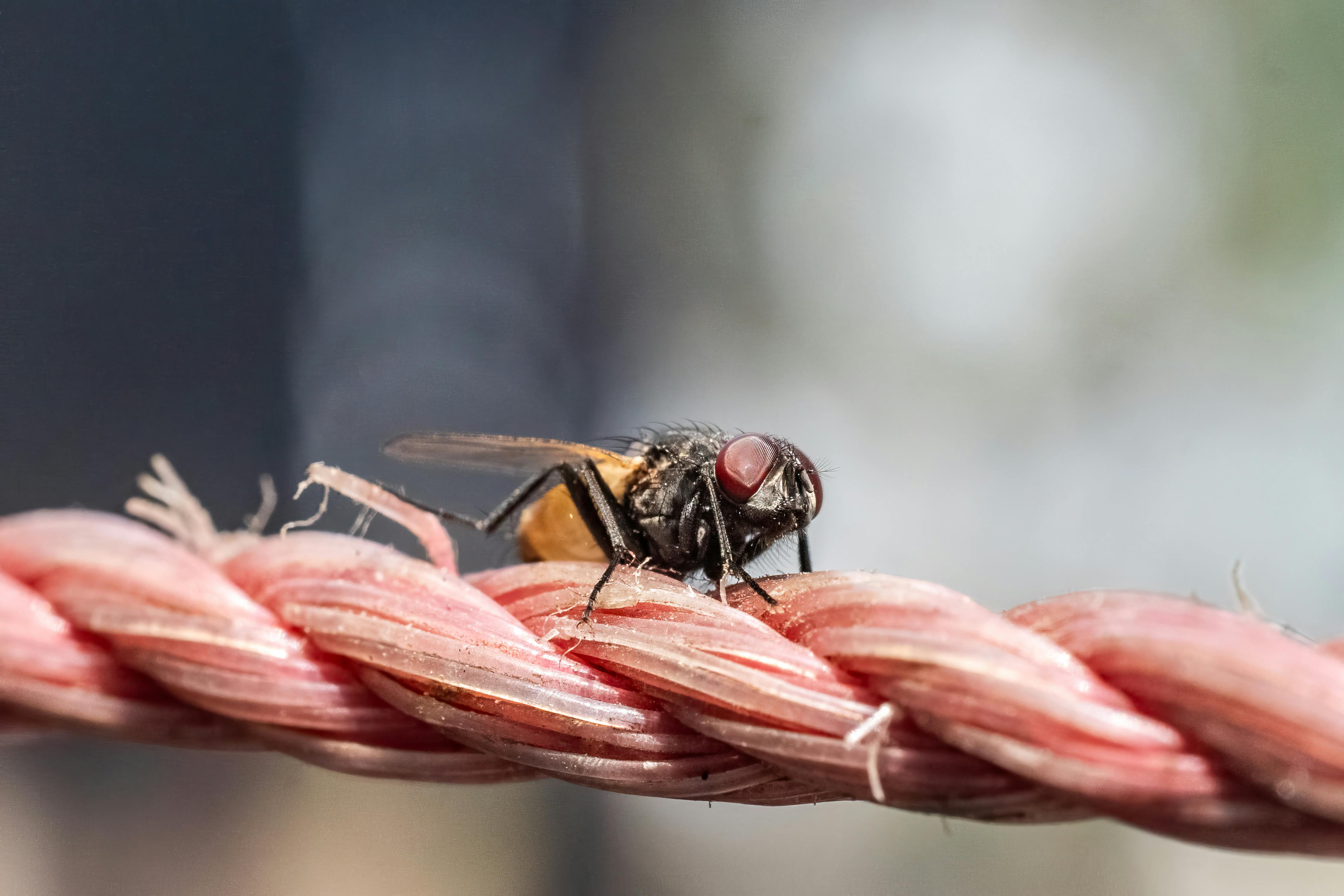 Details Rope Photos, Download The BEST Free Details Rope Stock Photos ...