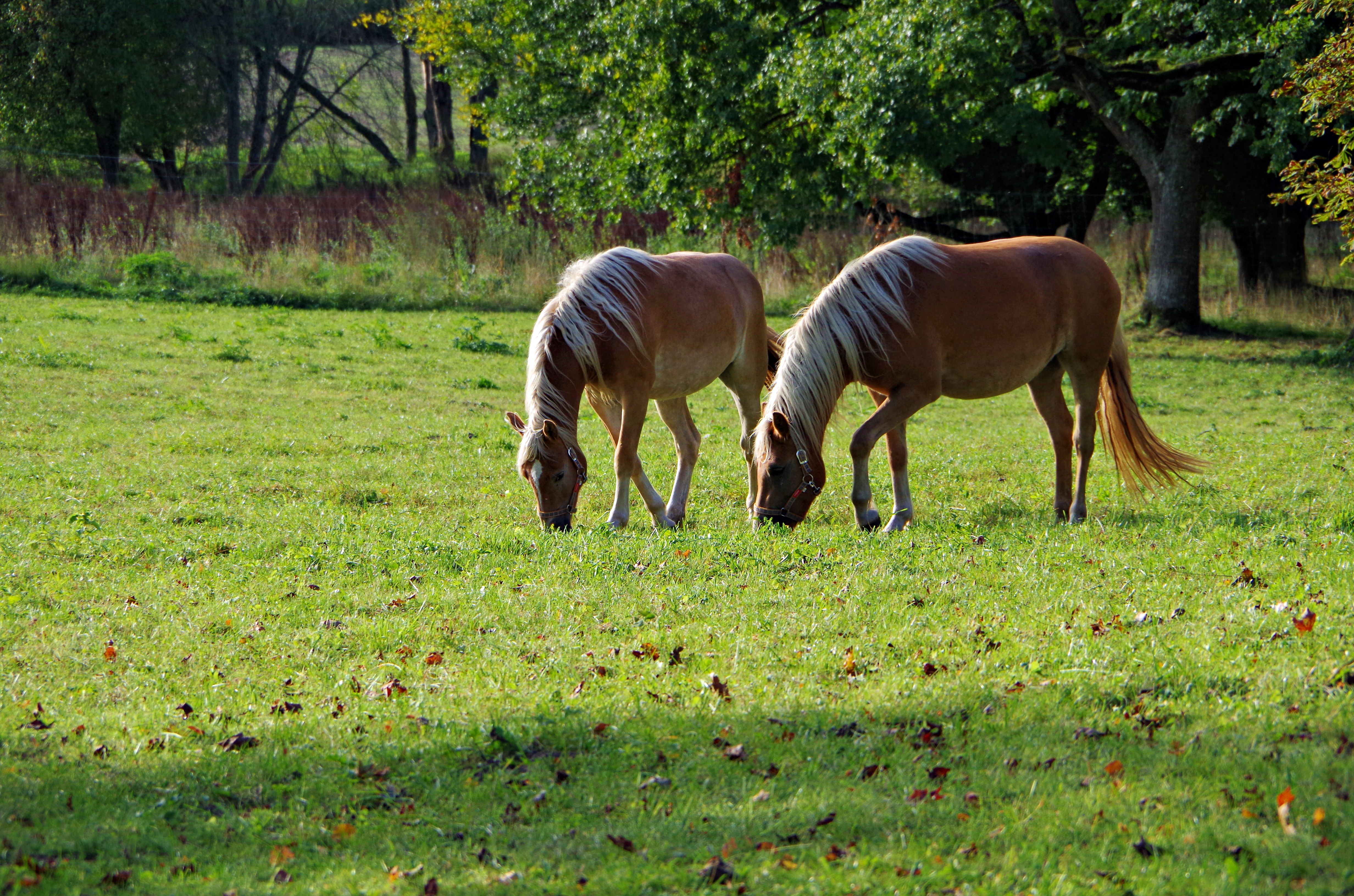 Two Horses Grazing in a Serene Pasture · Free Stock Photo