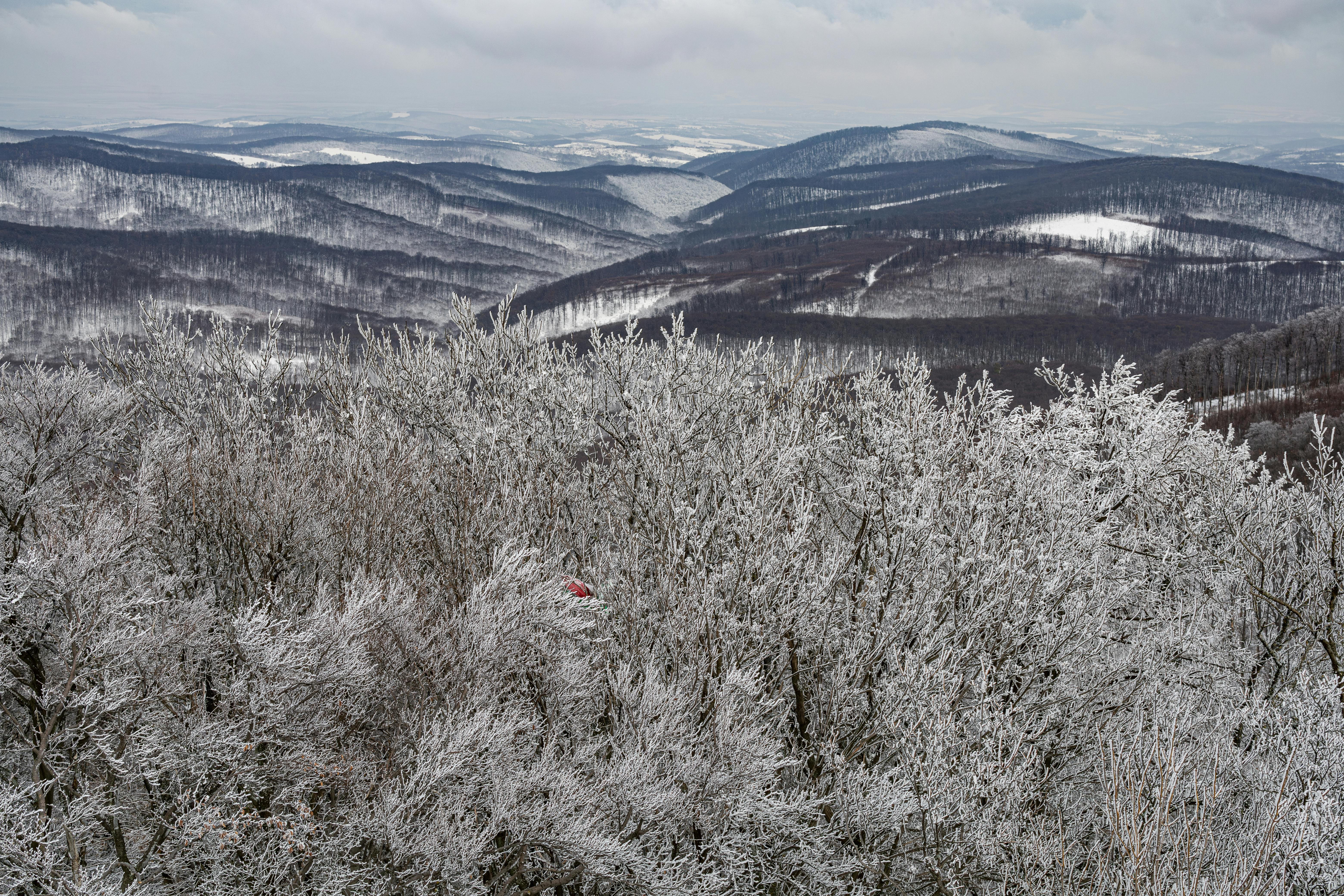 Snow-Covered Forest in Mecsek Mountains · Free Stock Photo