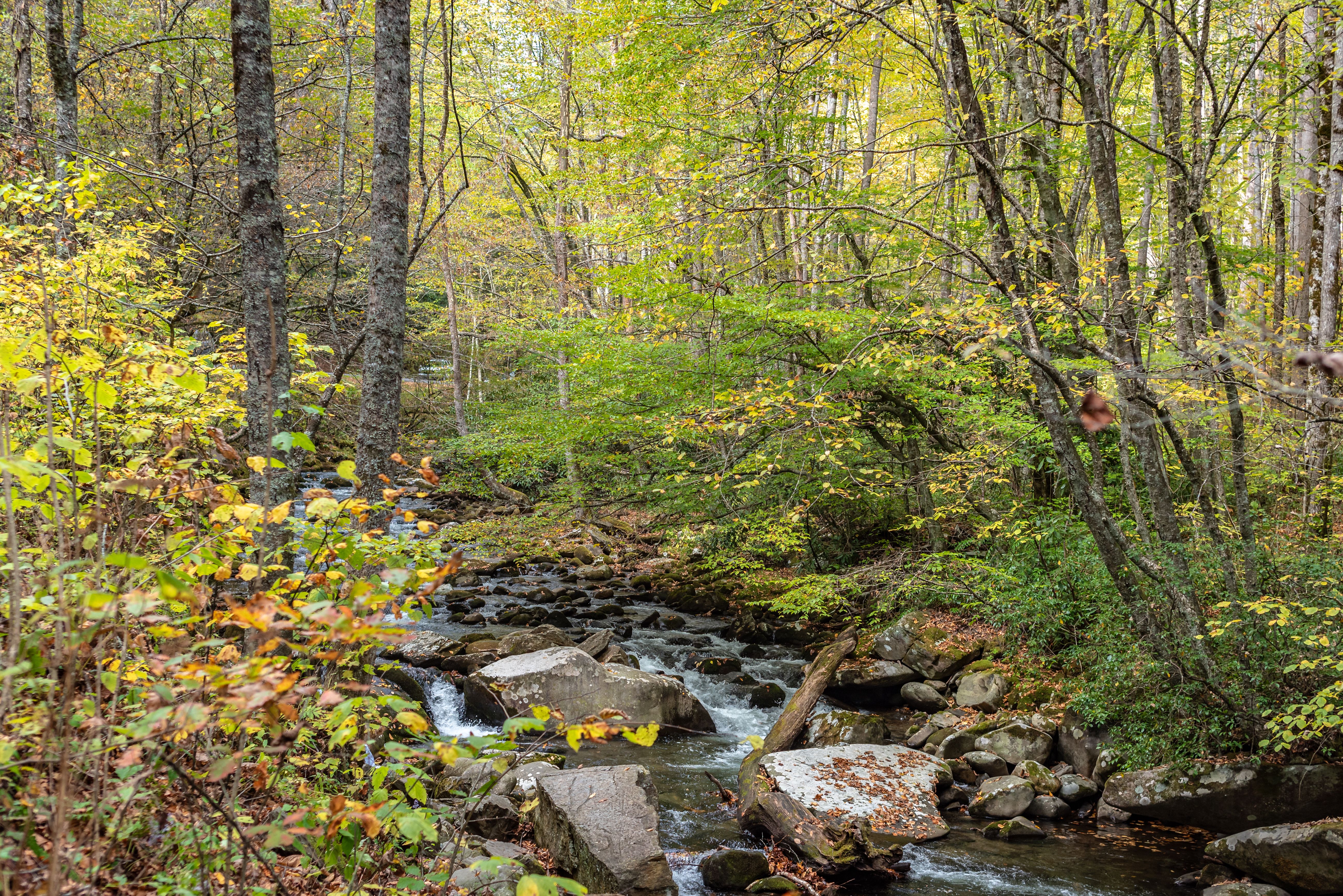 Tranquil Forest Stream in Georgia's Wilderness · Free Stock Photo