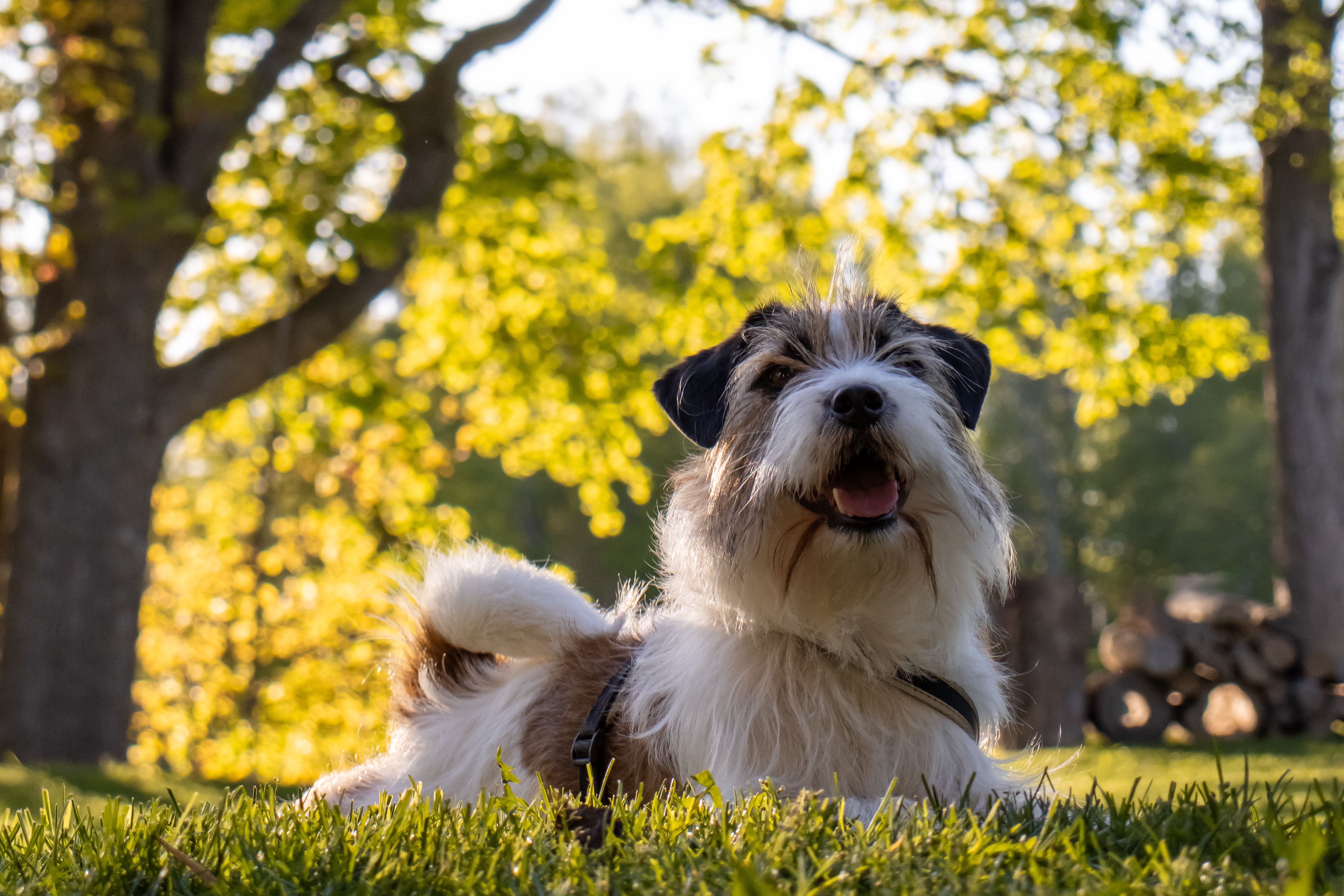 Chú Chó Jack Russell Terrier Vui Vẻ Trong Công Viên Ngập Tràn ánh Nắng ...