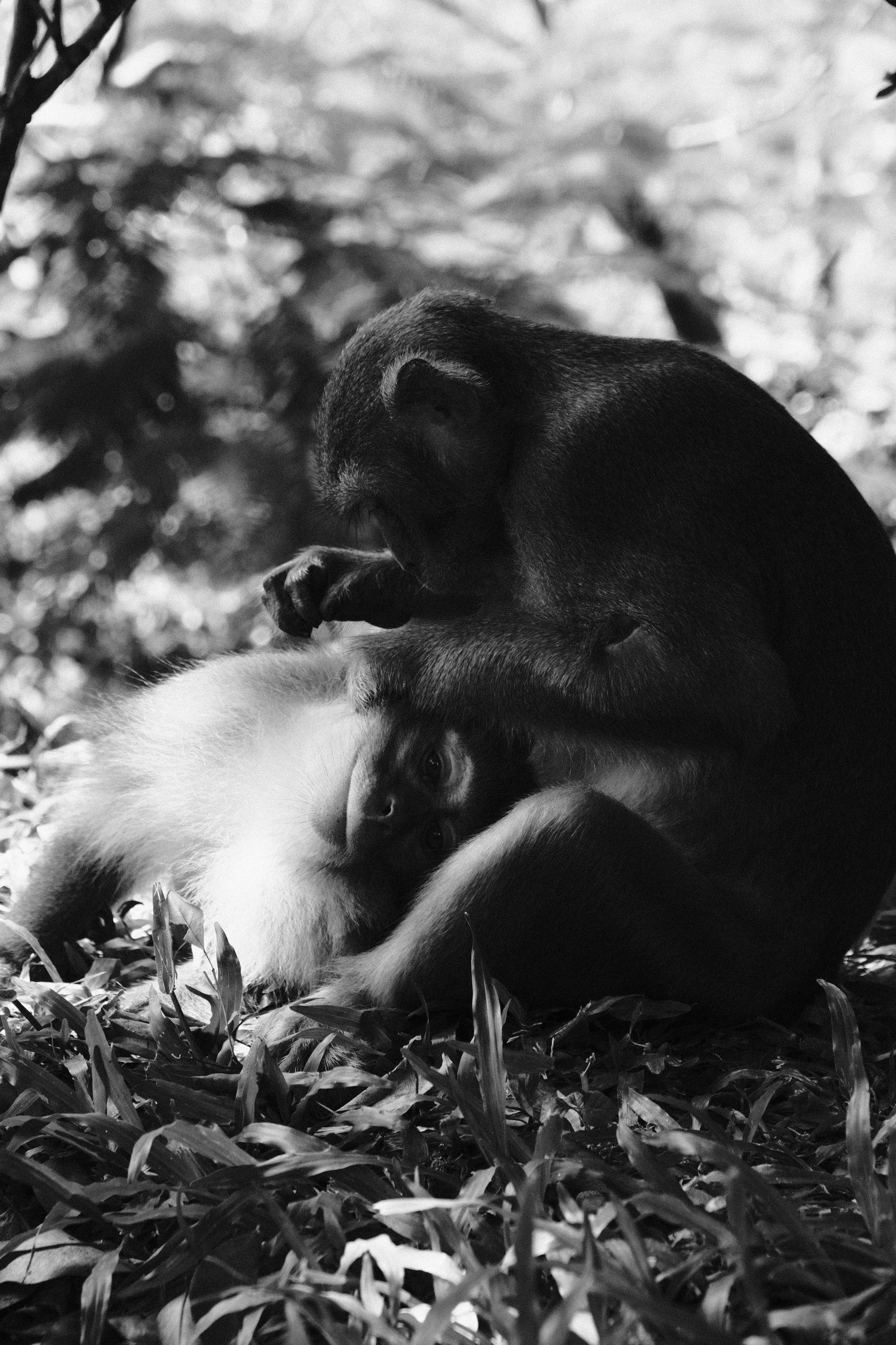 Intimate Monkey Grooming in the Wild · Free Stock Photo