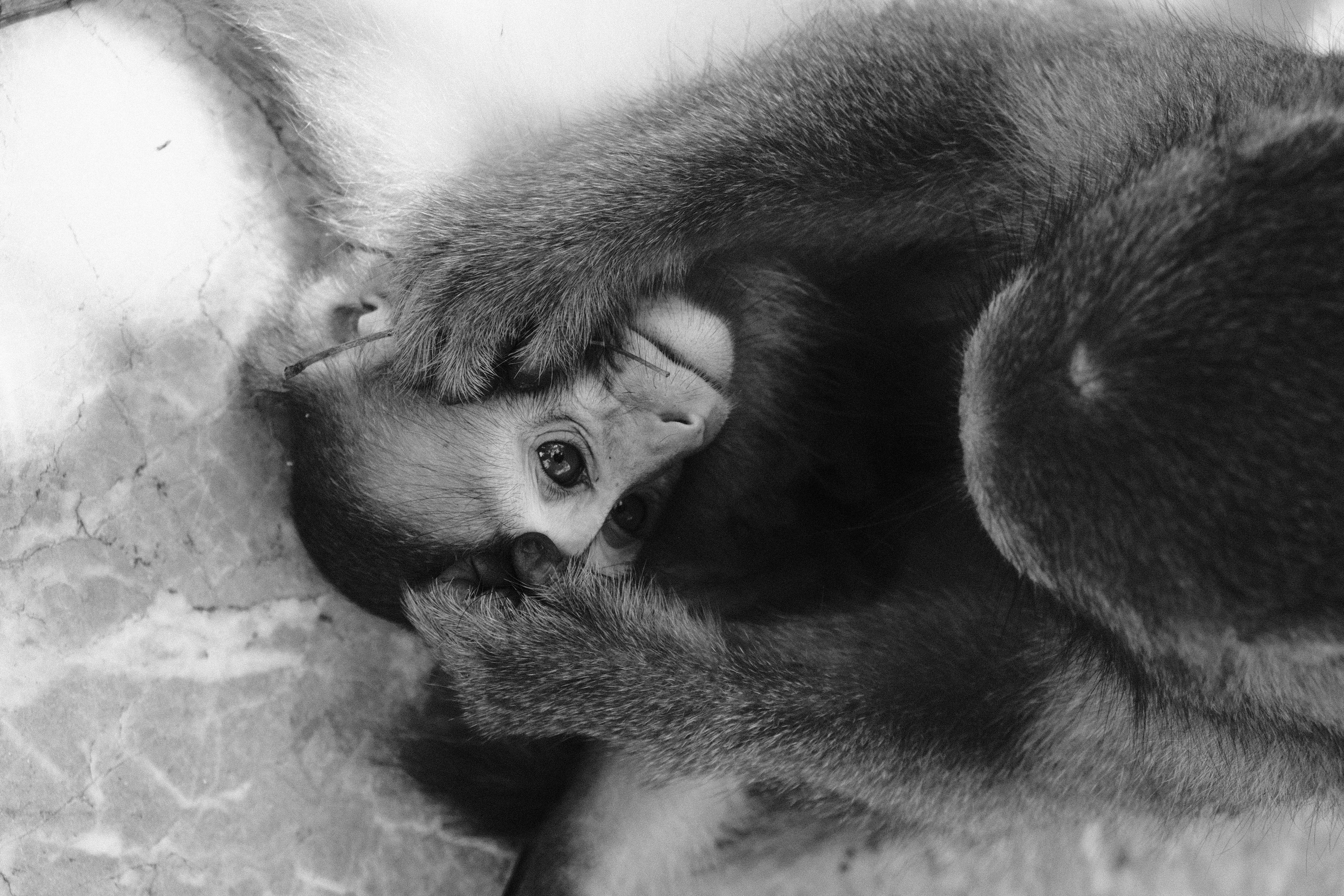 Close-up Portrait of a Monkey in Black and White · Free Stock Photo