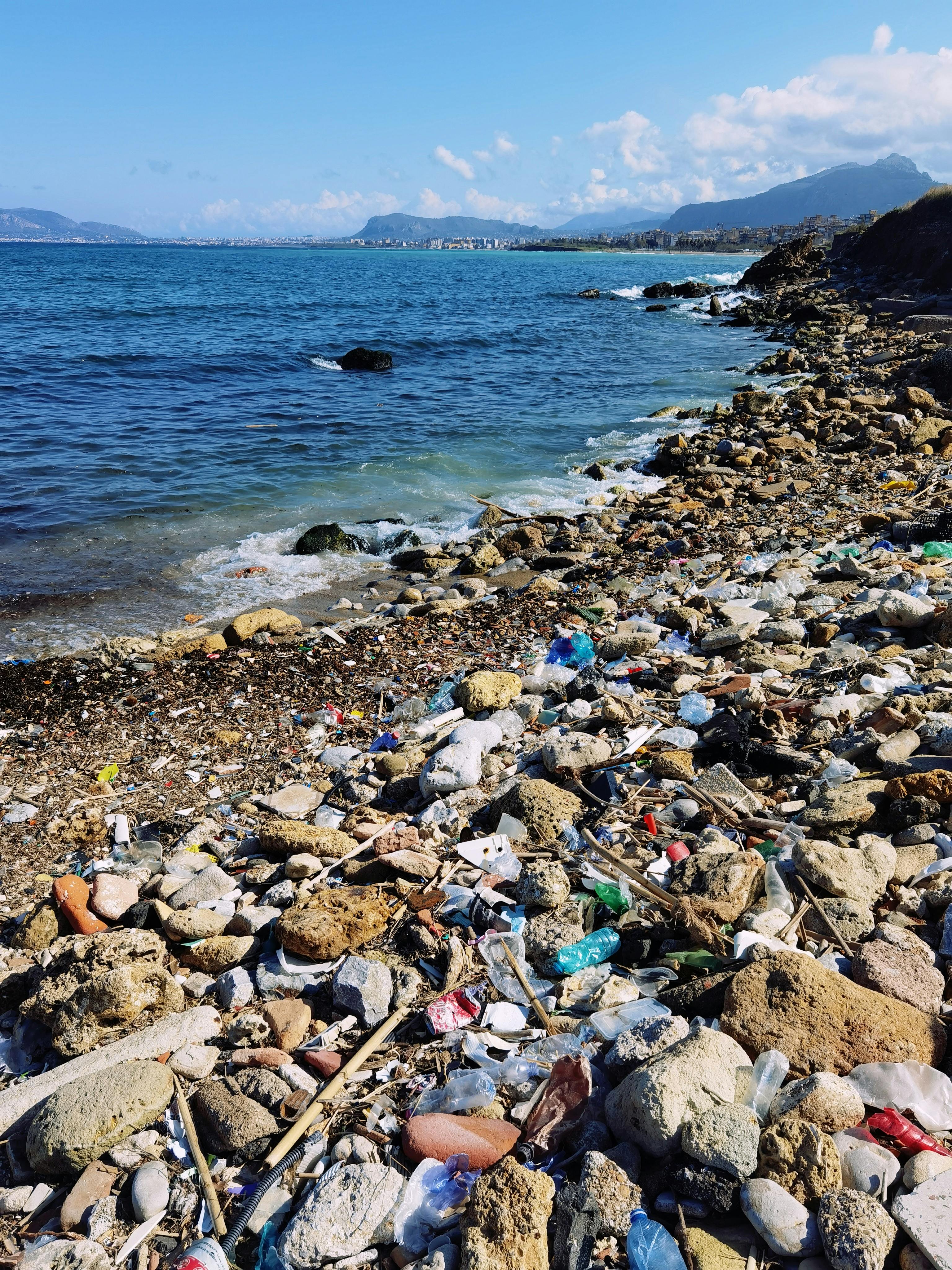 Litter Photos, Download The BEST Free Litter Stock Photos & HD Images