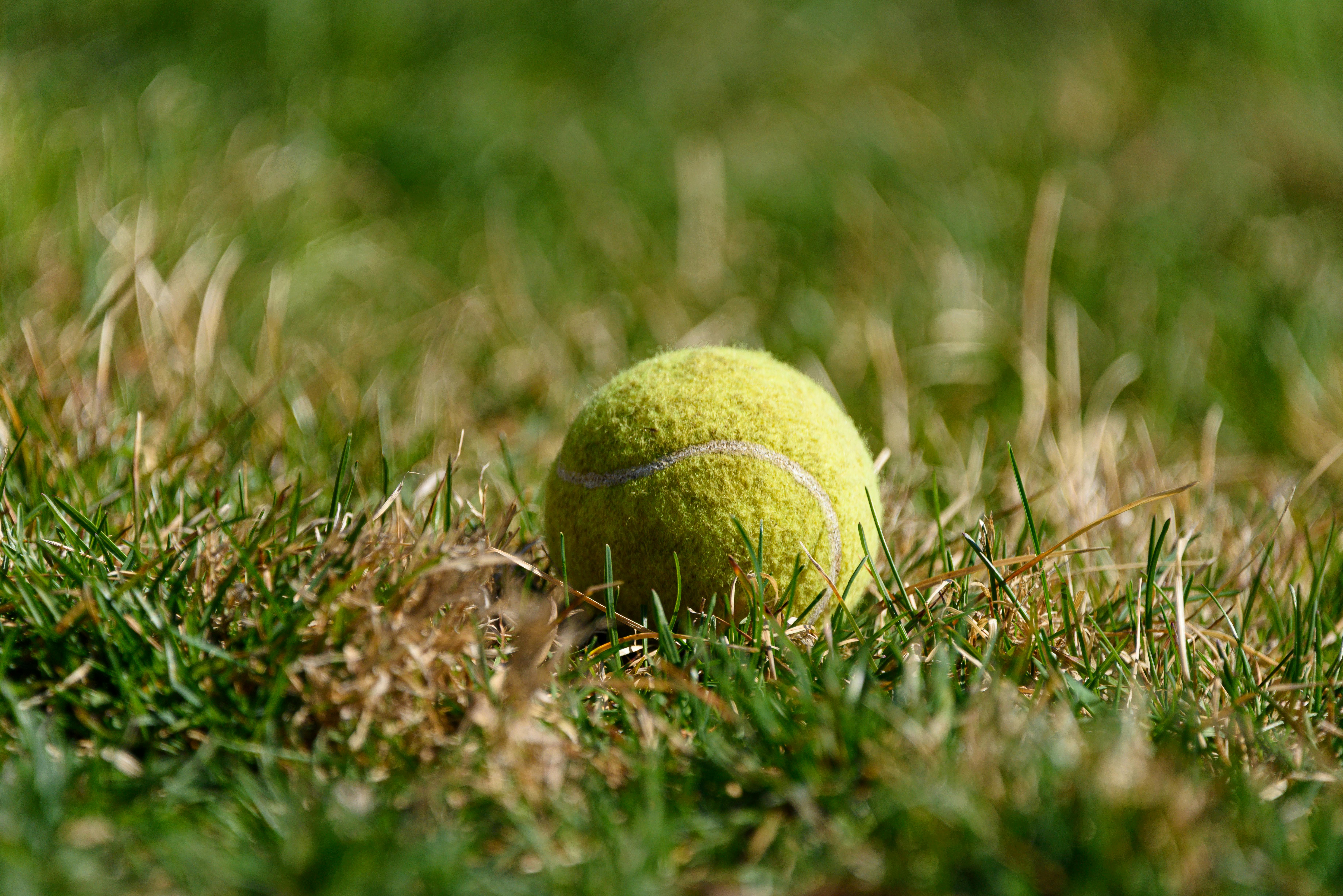 Close-up of a Tennis Ball on Grass · Free Stock Photo