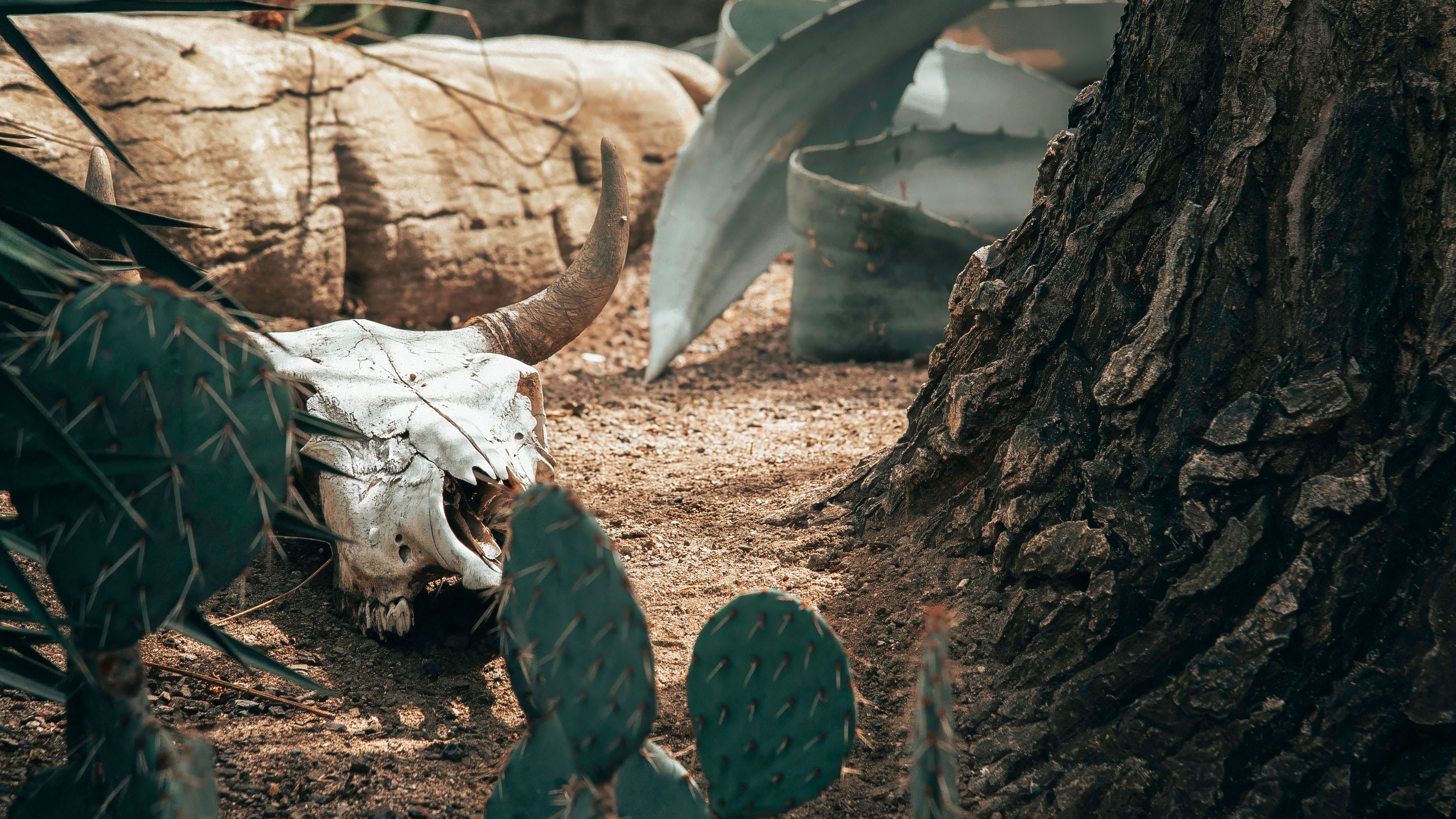 Cacti Katlari Photos, Download The BEST Free Cacti Katlari Stock Photos ...