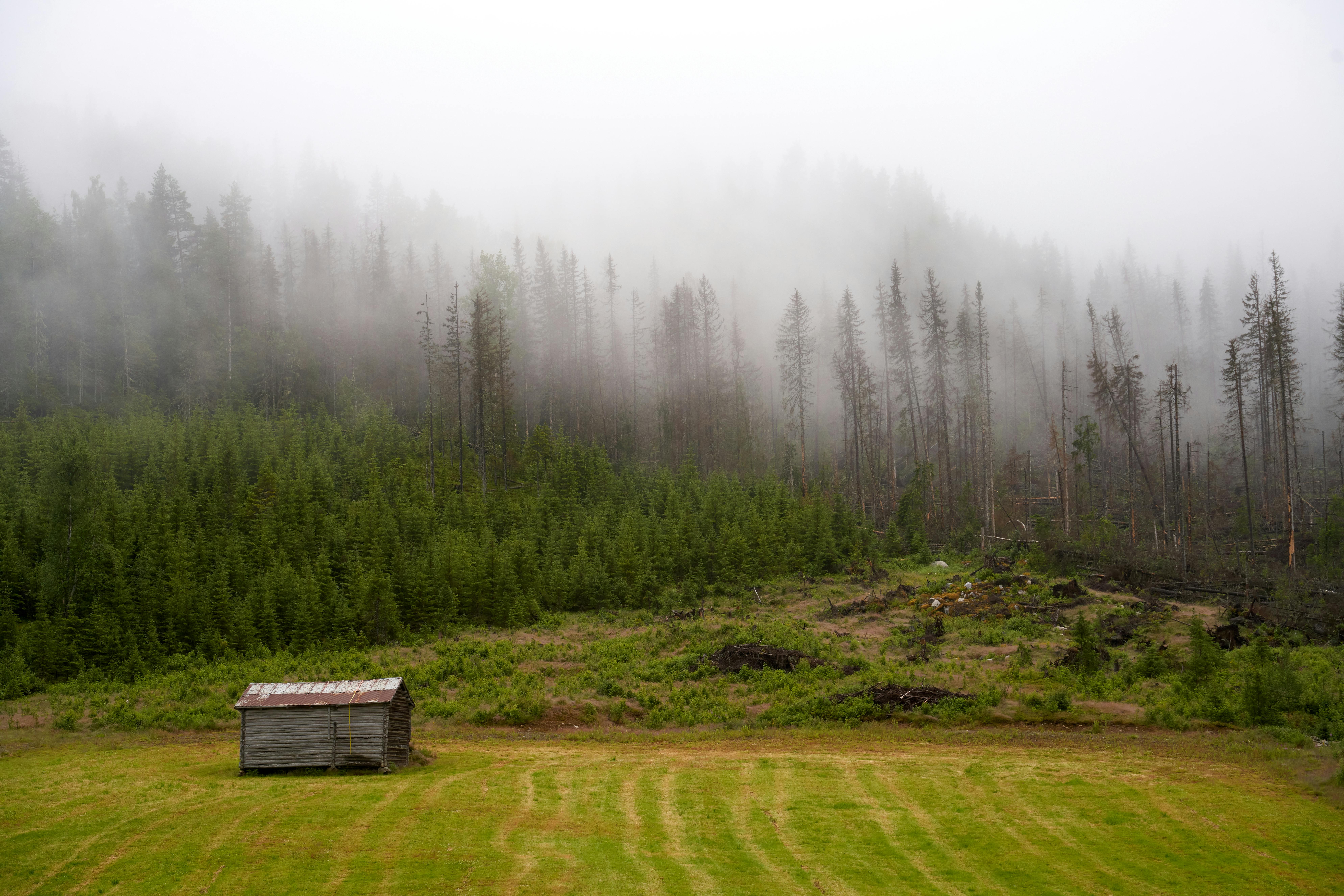 Foggy Nordic Forest with Rustic Log Shed · Free Stock Photo