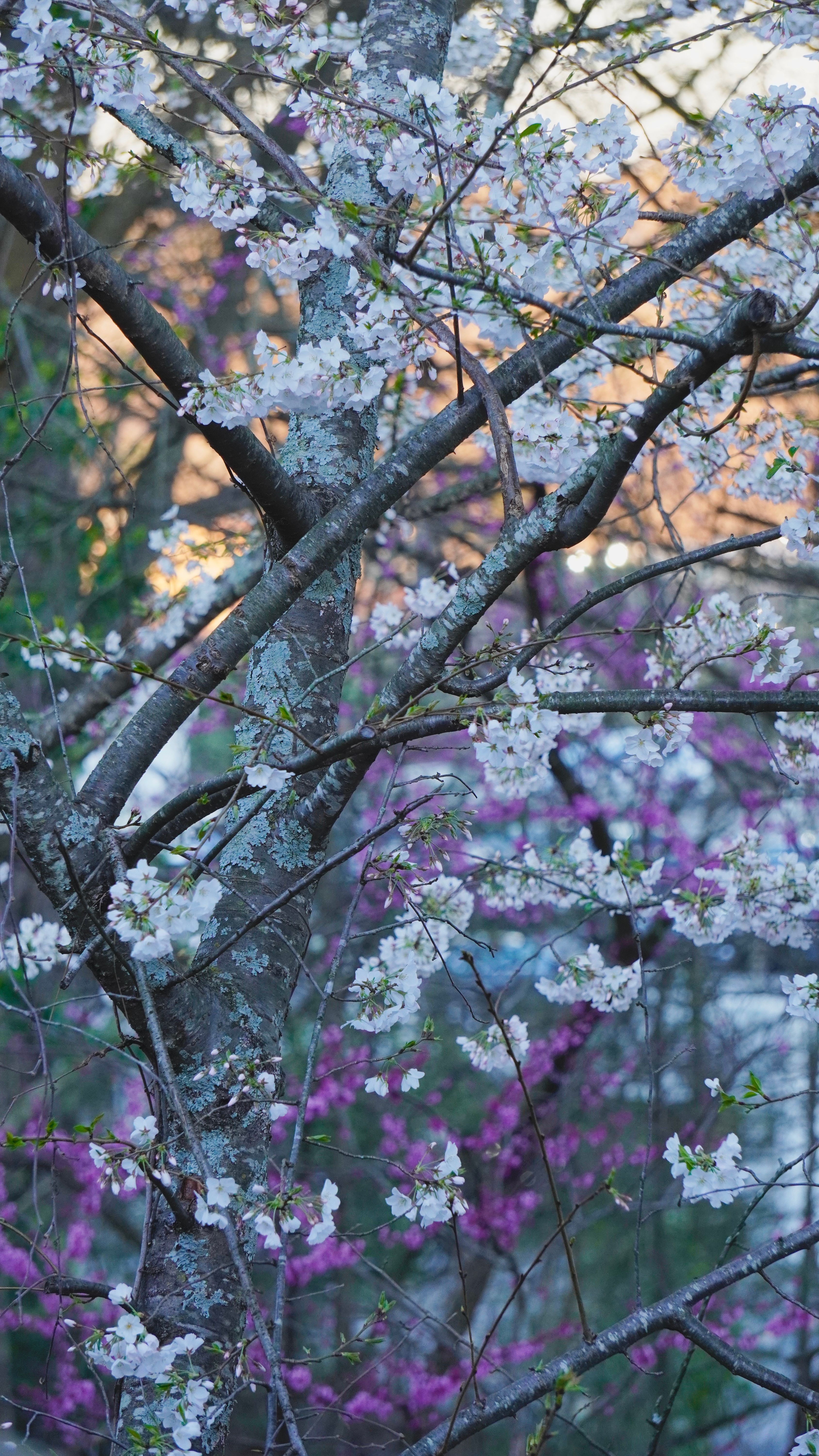 Foto de stock gratuita sobre al aire libre, árbol, árbol floreciente ...