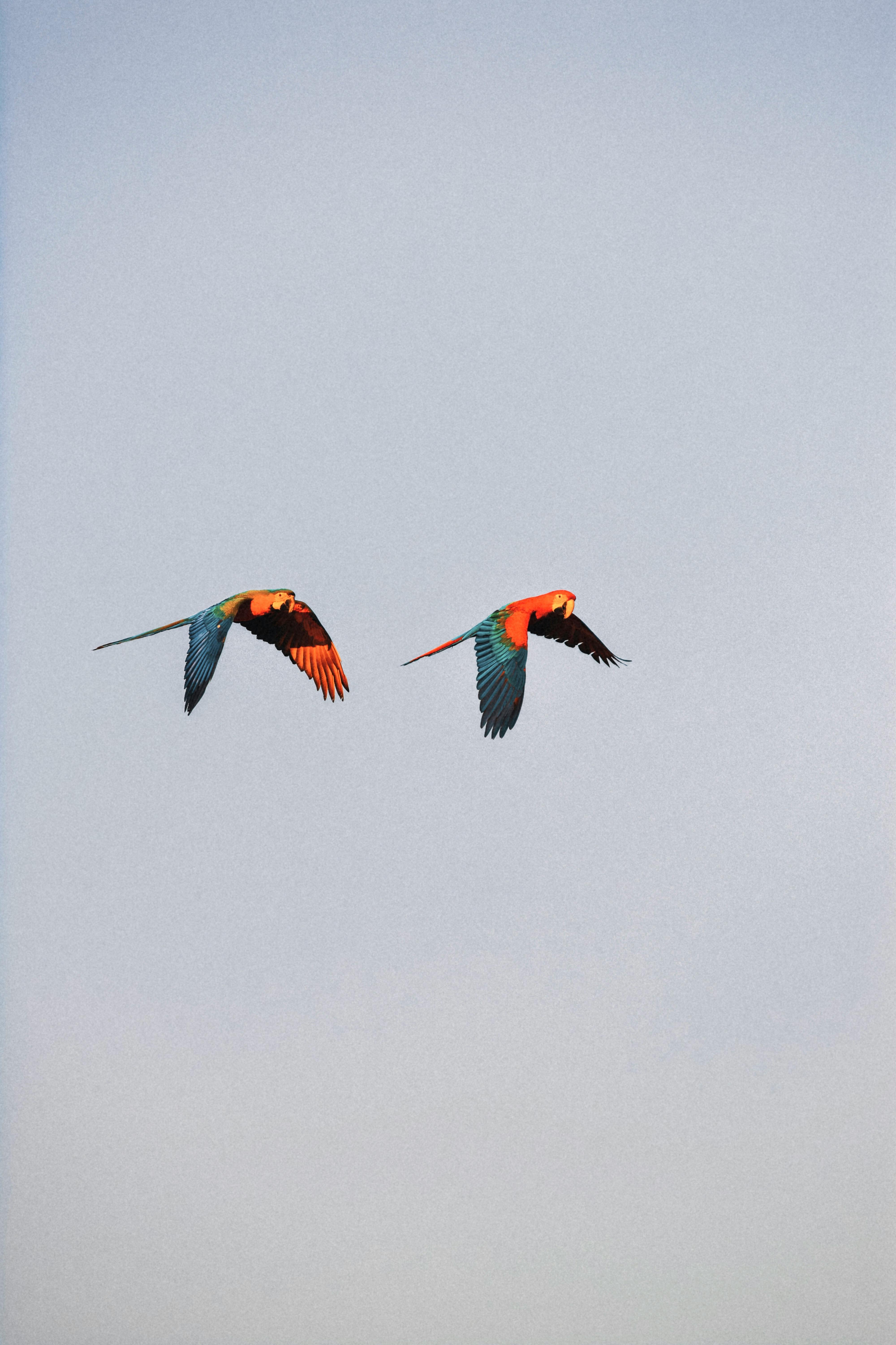 Robber Fly Photos, Download The BEST Free Robber Fly Stock Photos & HD ...