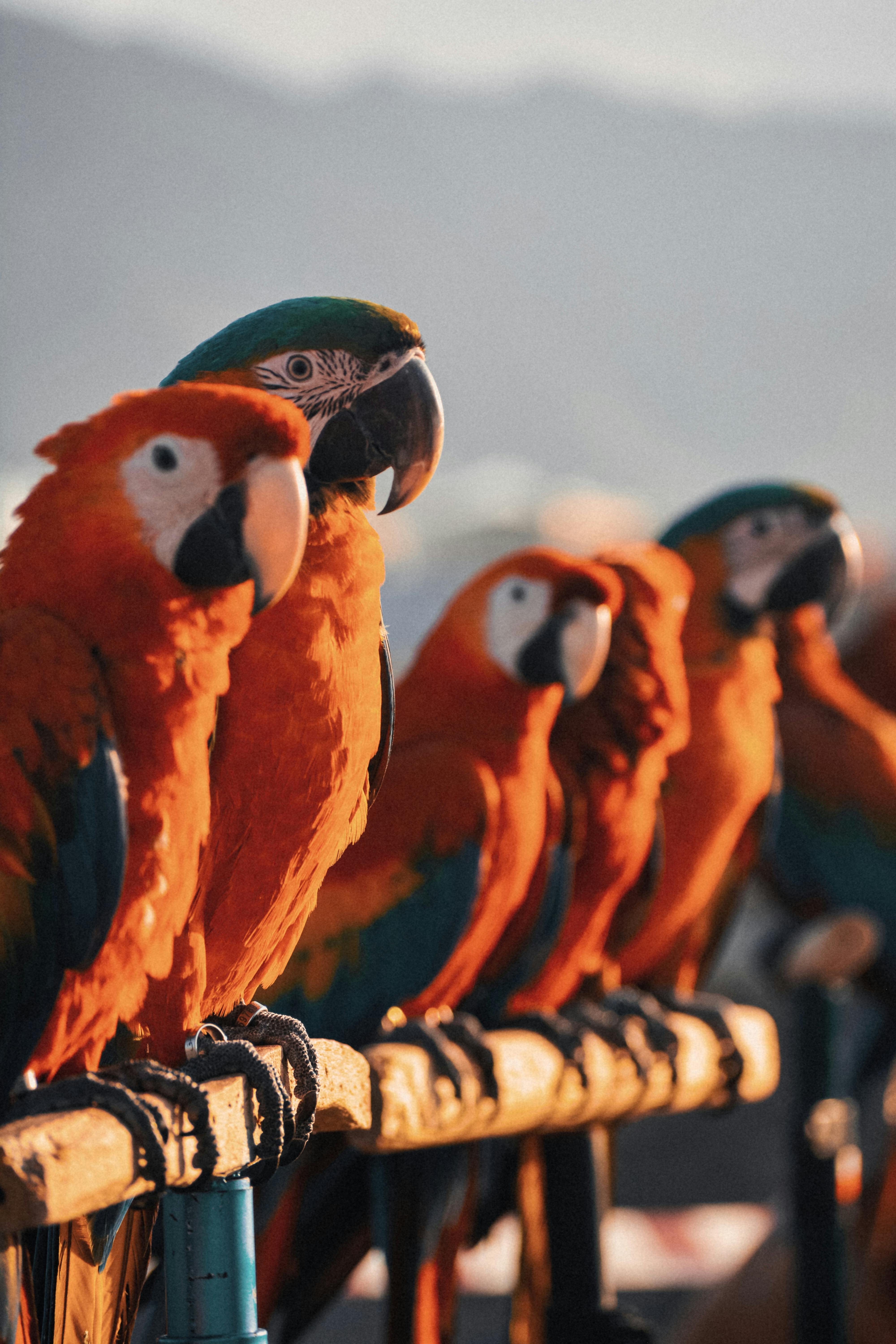 Vibrant Macaws Perched in Muscat Sunset · Free Stock Photo