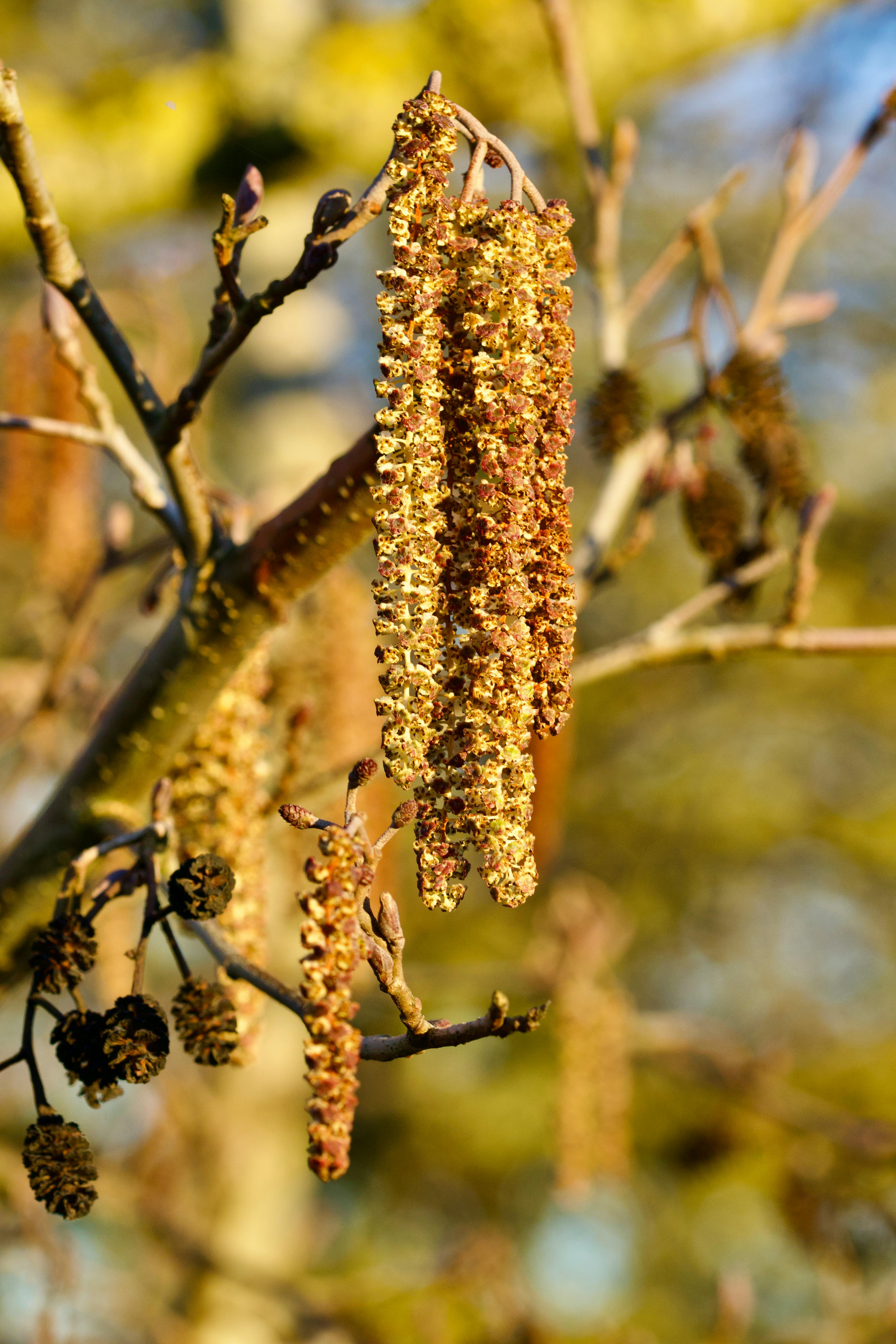 Springtime Alder Tree Catkins Close-Up · Free Stock Photo