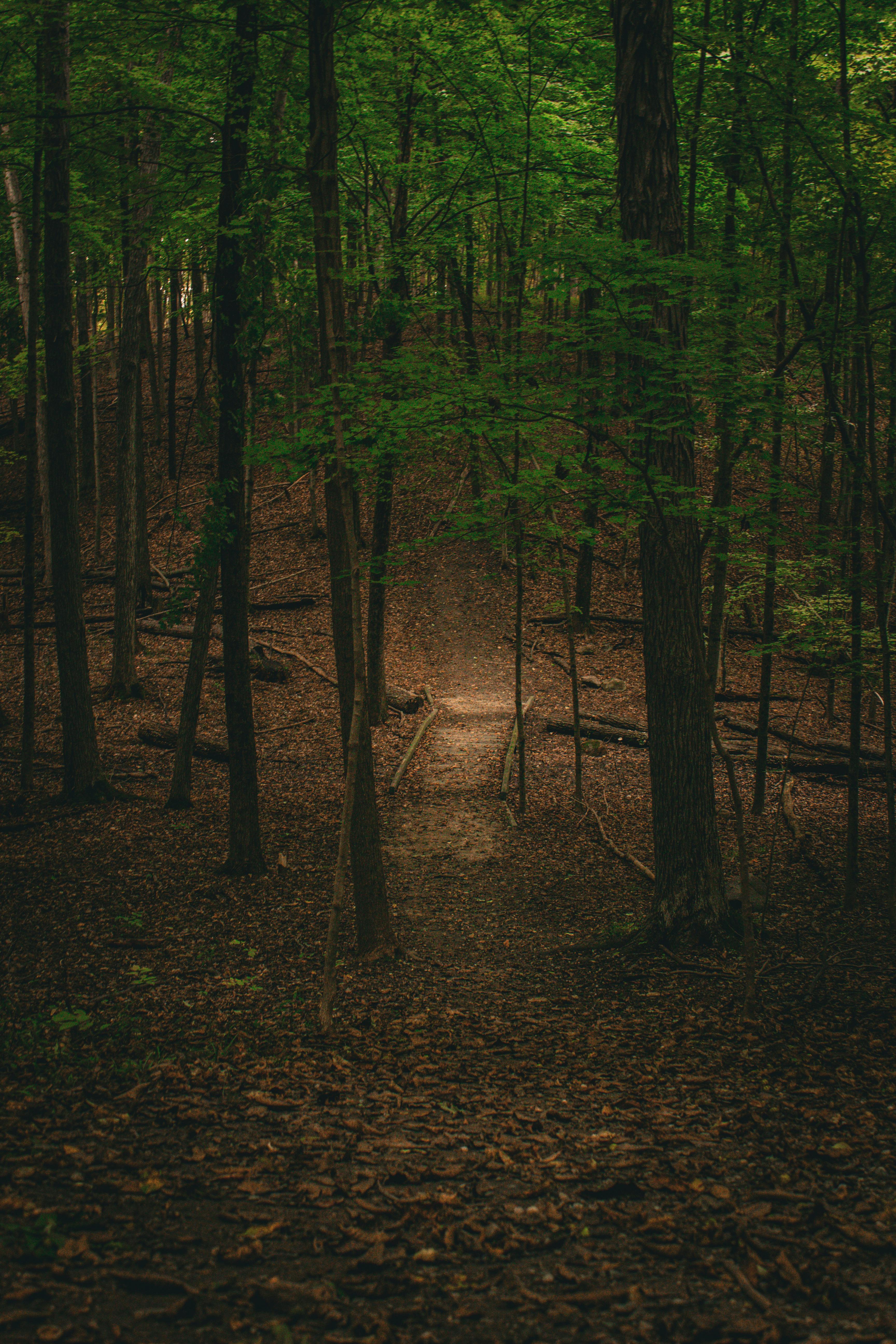 Canopy Path Photos, Download The BEST Free Canopy Path Stock Photos ...