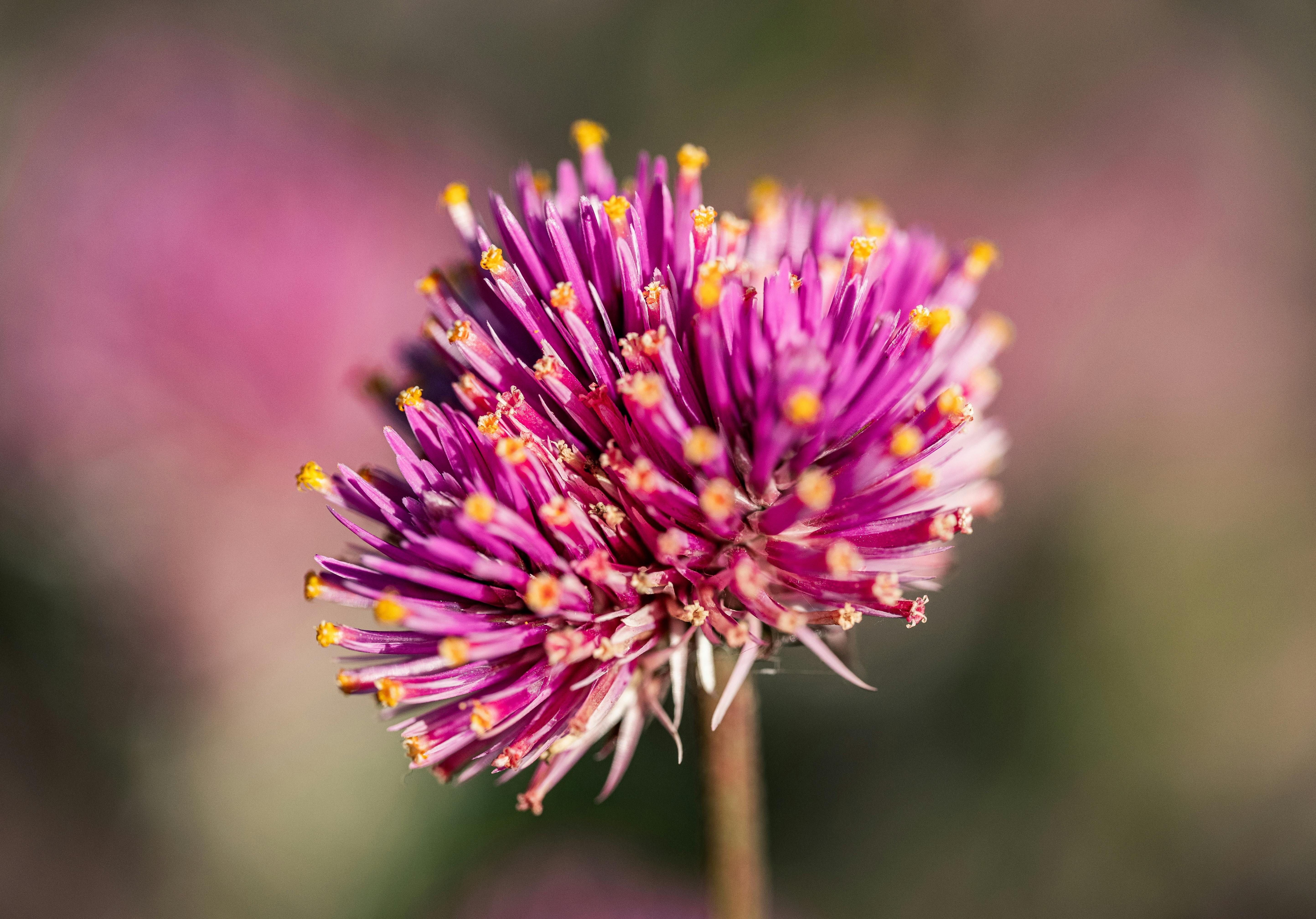 Pink Background Wallpaper Photos, Download The BEST Free Pink ...