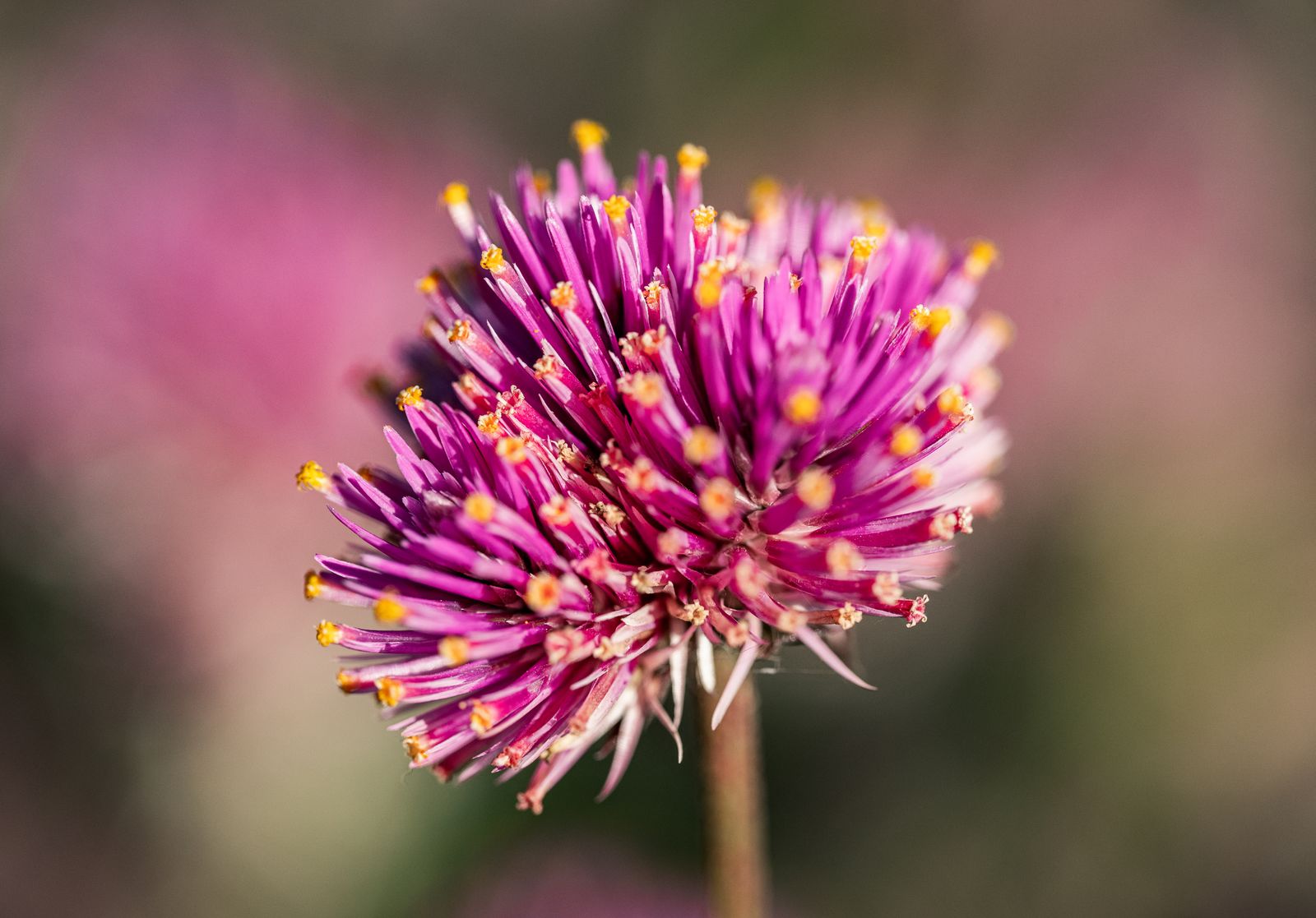 Flower Images Photos, Download The BEST Free Flower Images Stock Photos ...