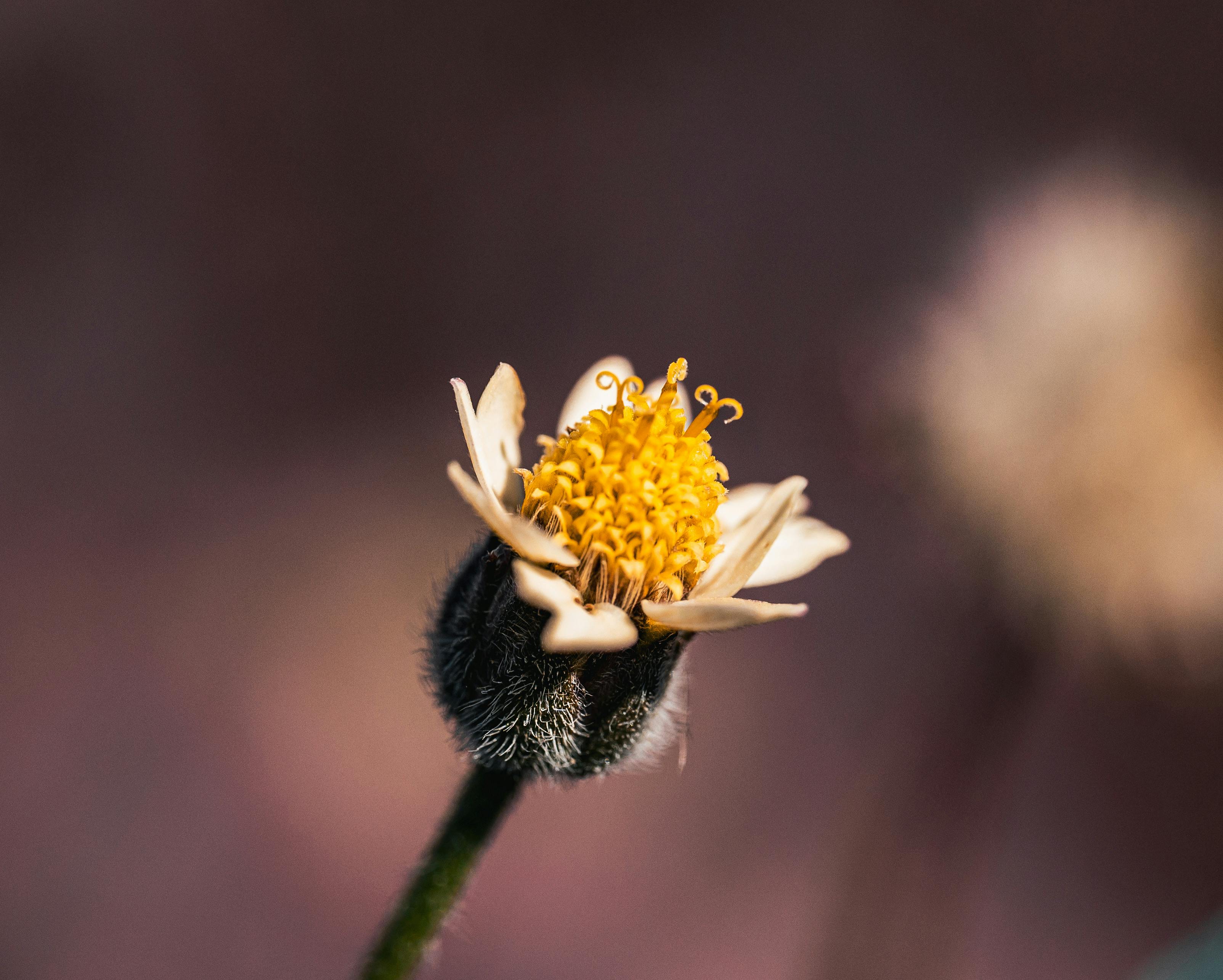 Close-up of Beautiful Tridax Daisy Flower in Bloom · Free Stock Photo