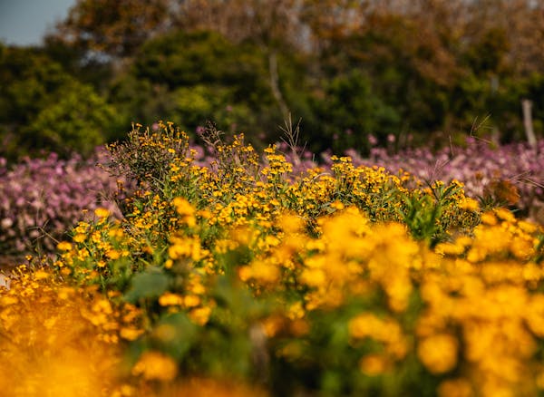 Pixabay Free Images Photos, Download The BEST Free Pixabay Free Images ...