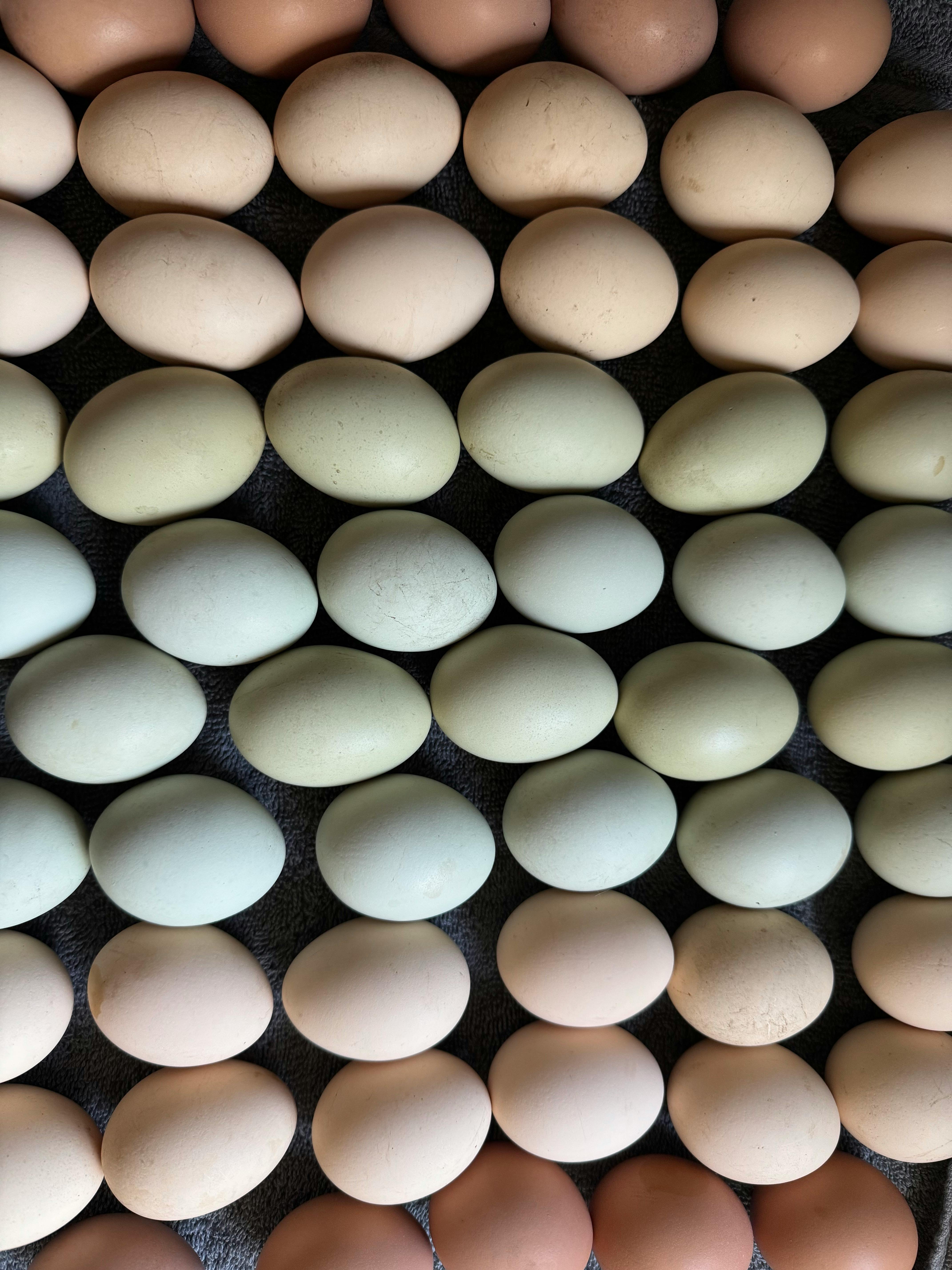 Assorted Farm Fresh Eggs Display · Free Stock Photo