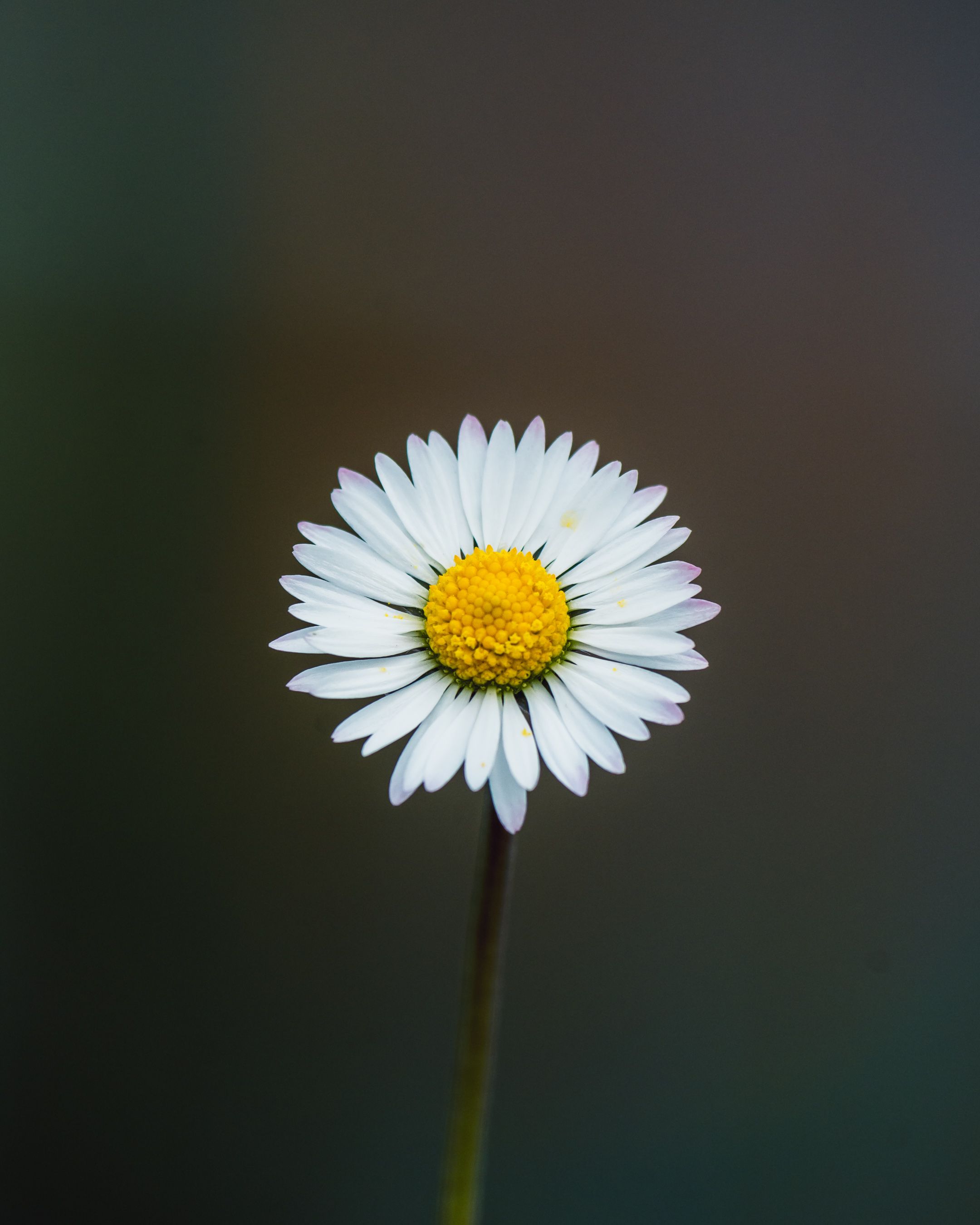 Close-up of a Single Daisy Flower in Bloom · Free Stock Photo
