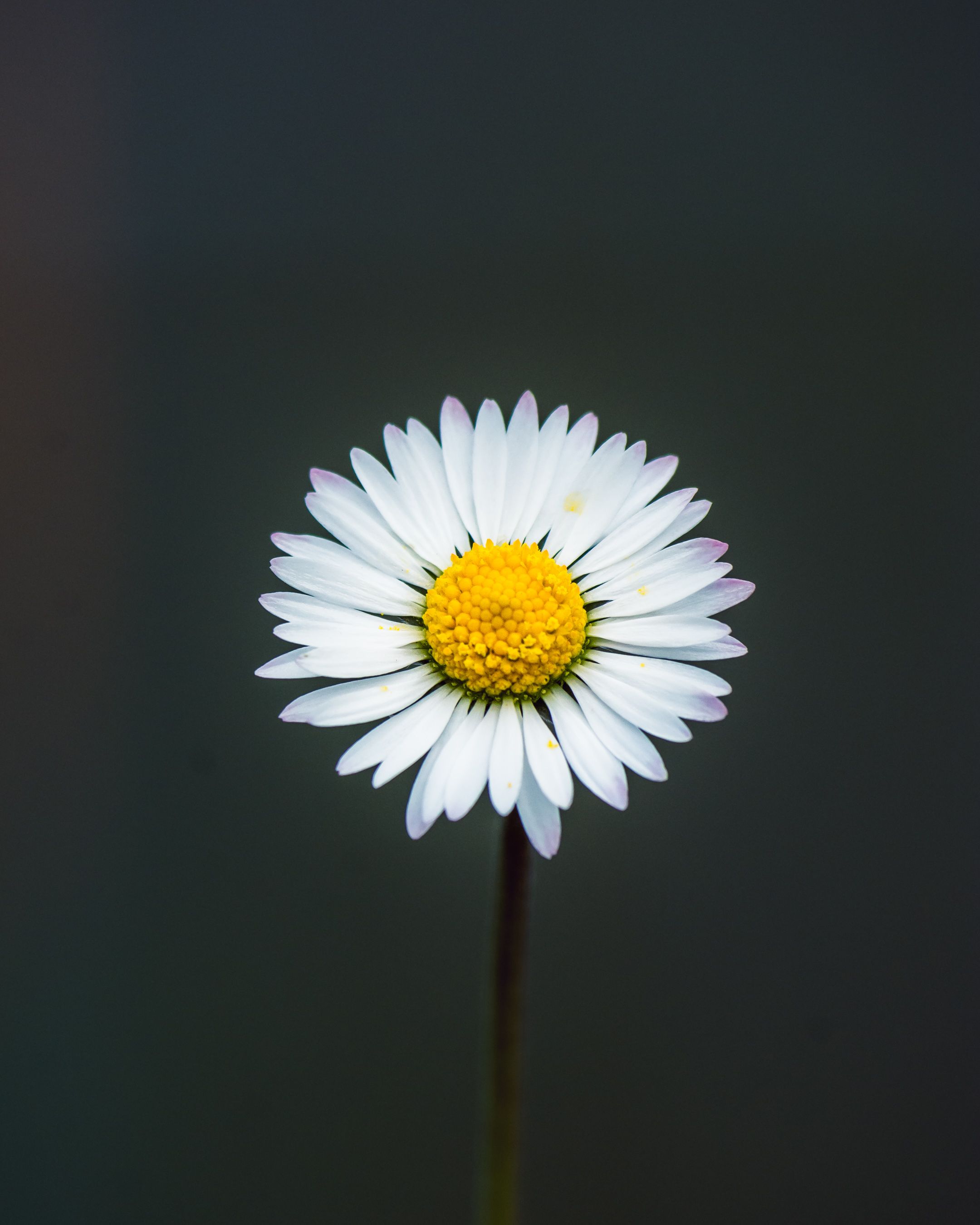 Spanish Flower Photos, Download The BEST Free Spanish Flower Stock ...