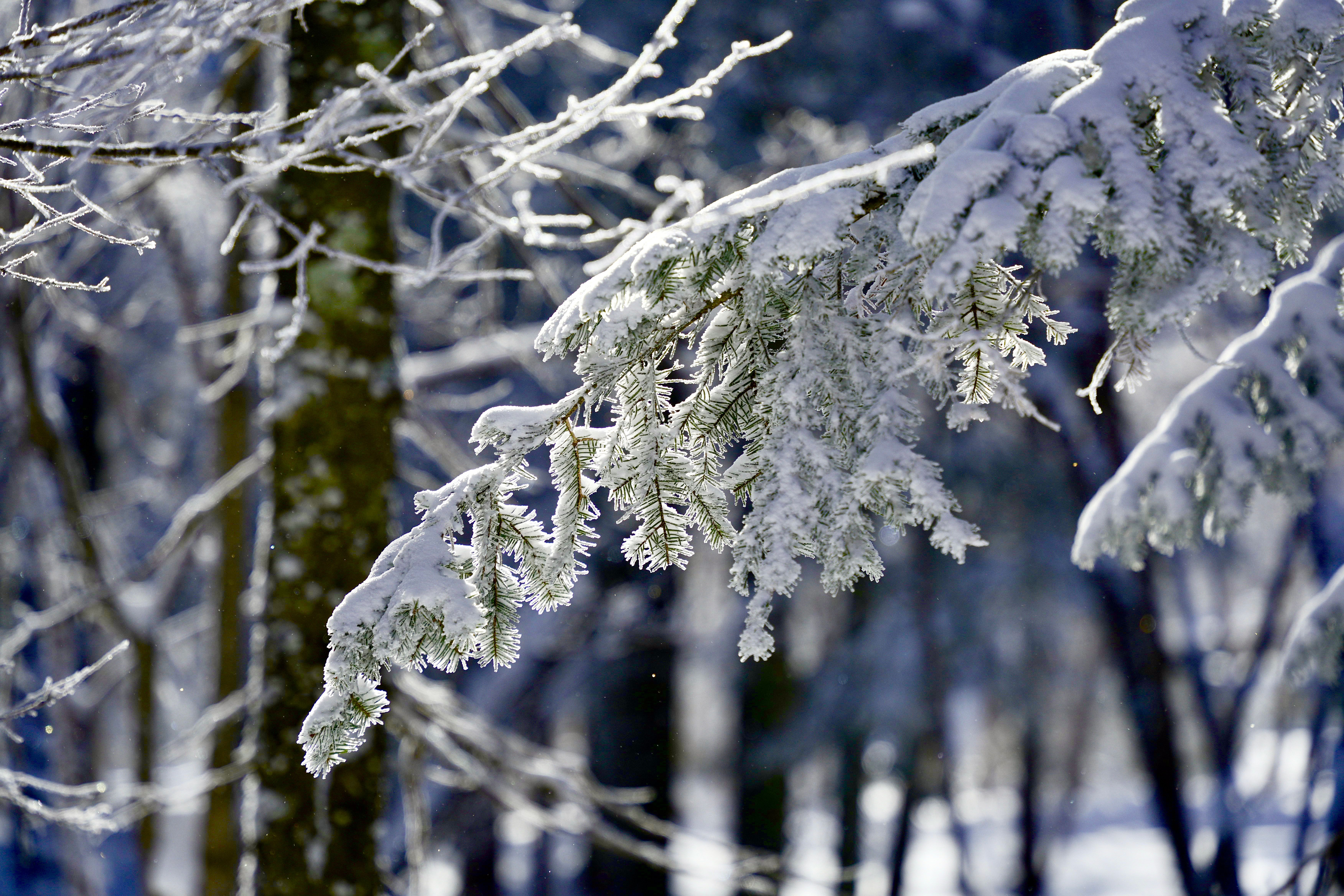 Winter Forest Scene with Snowy Pine Branches · Free Stock Photo