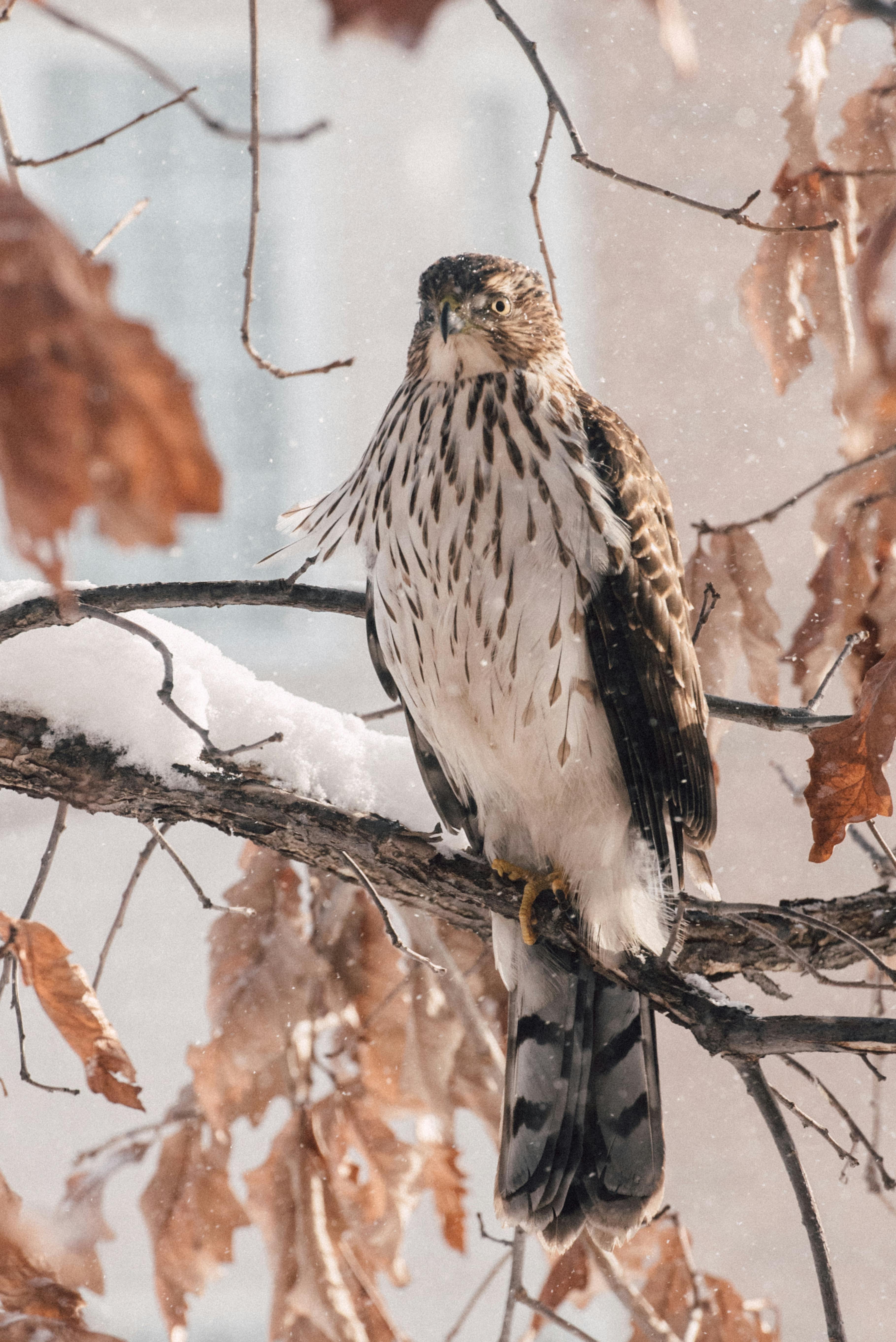 Close-up Photo of Bird on Tree Branch · Free Stock Photo