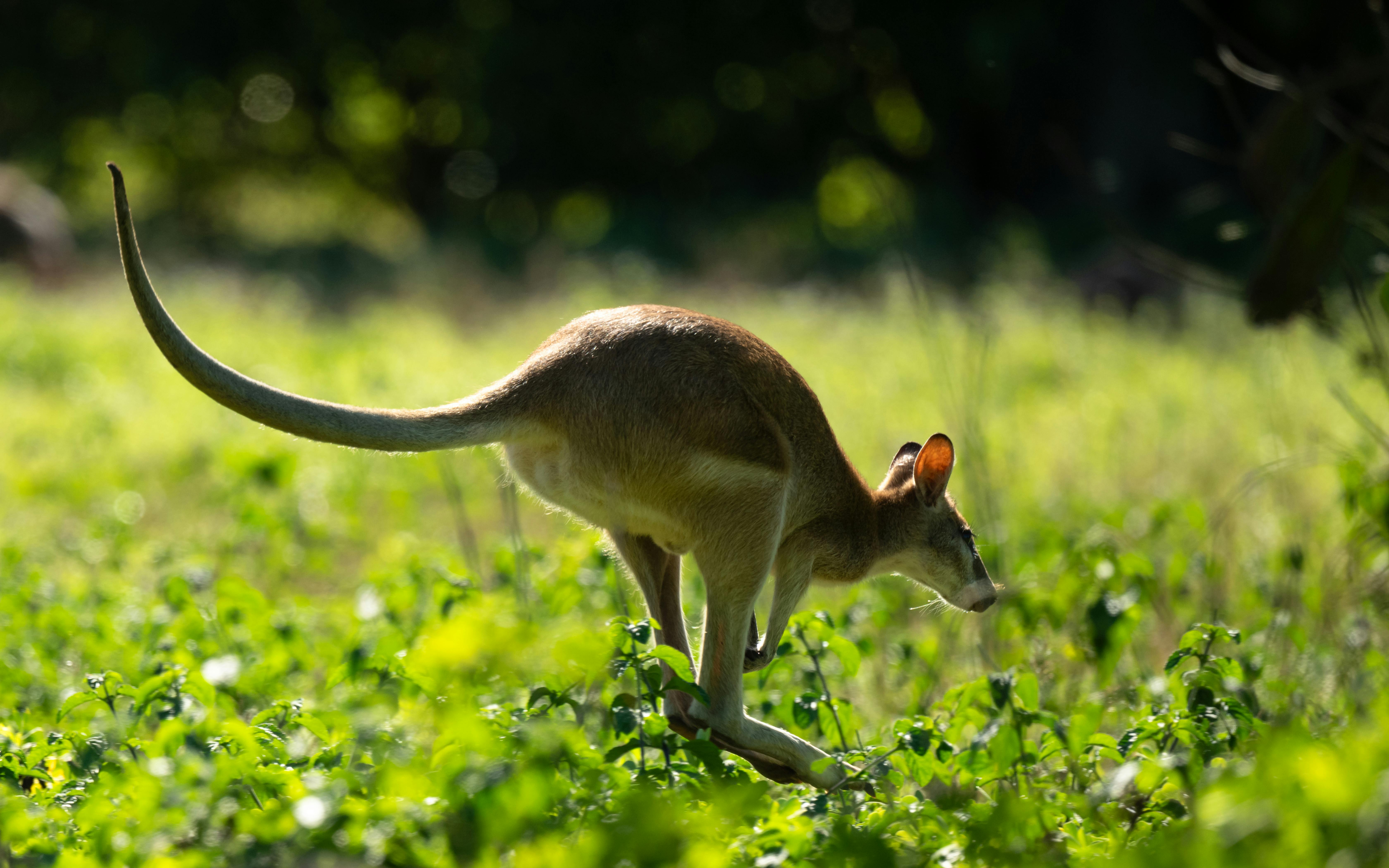 Agile Wallaby Hopping in Sunlit Meadow · Free Stock Photo