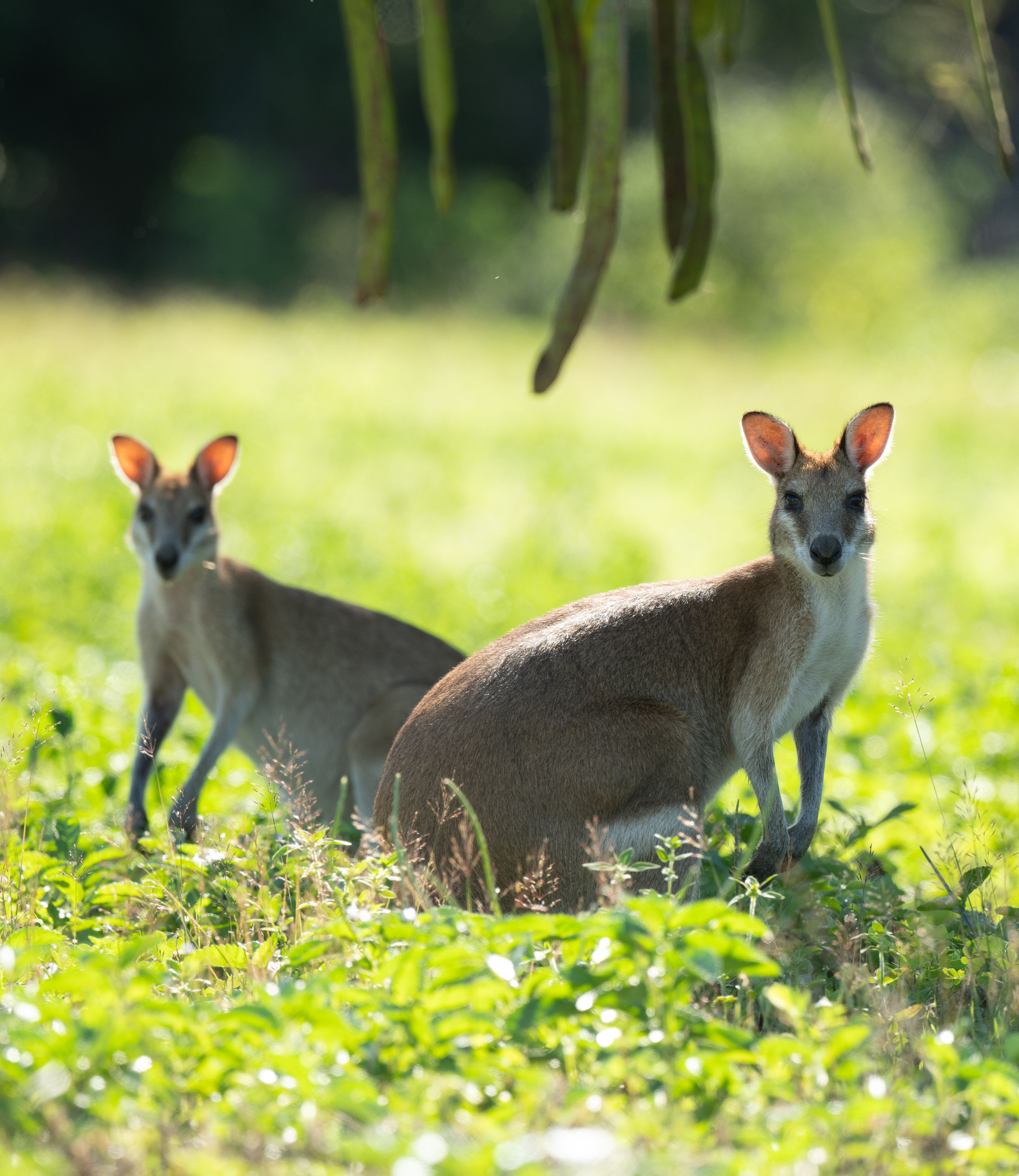 Pair of Agile Wallabies in Natural Habitat · Free Stock Photo
