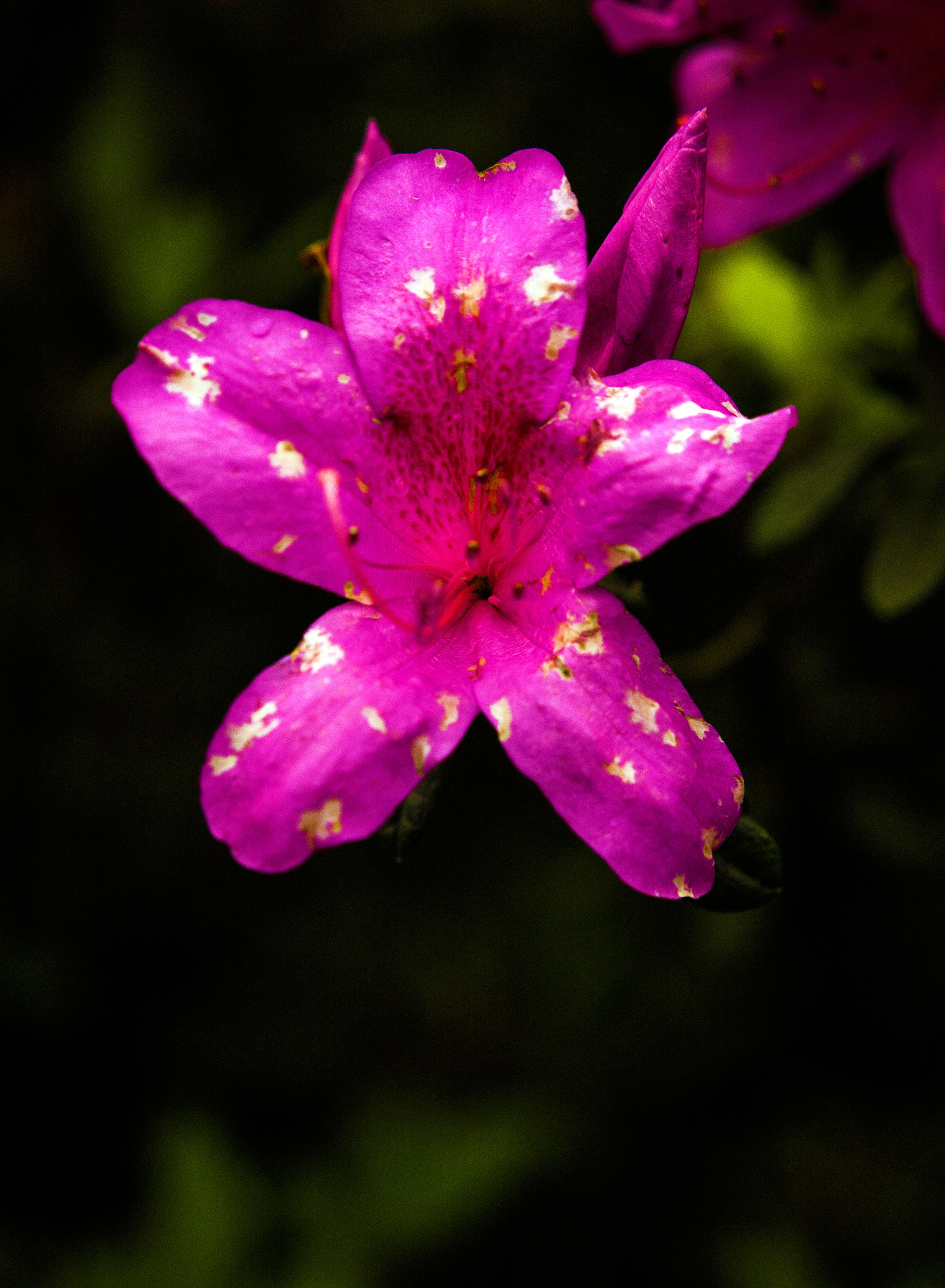 Vibrant Azalea Flower in Close-Up Focus · Free Stock Photo