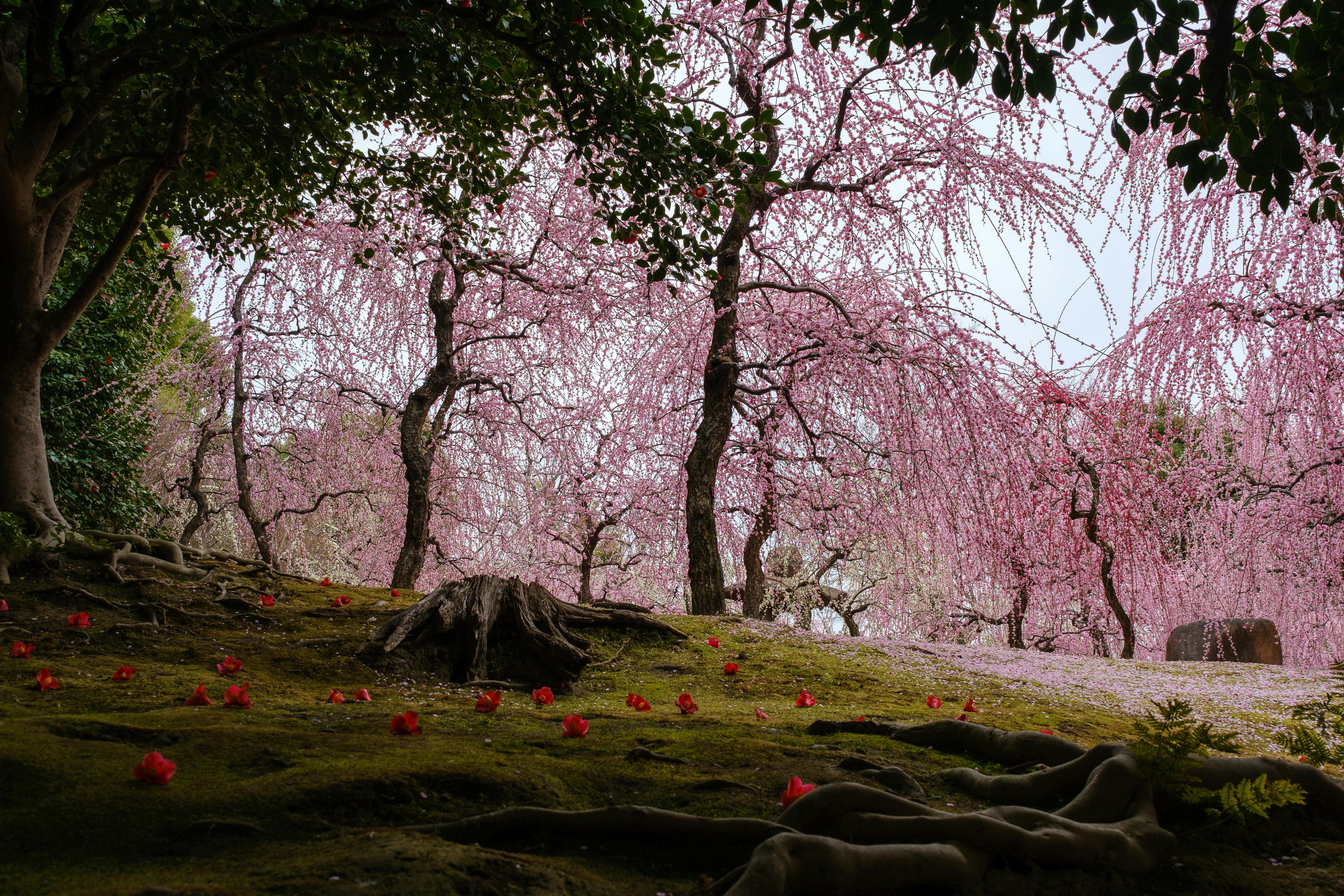 Zonghao Feng - 摄影