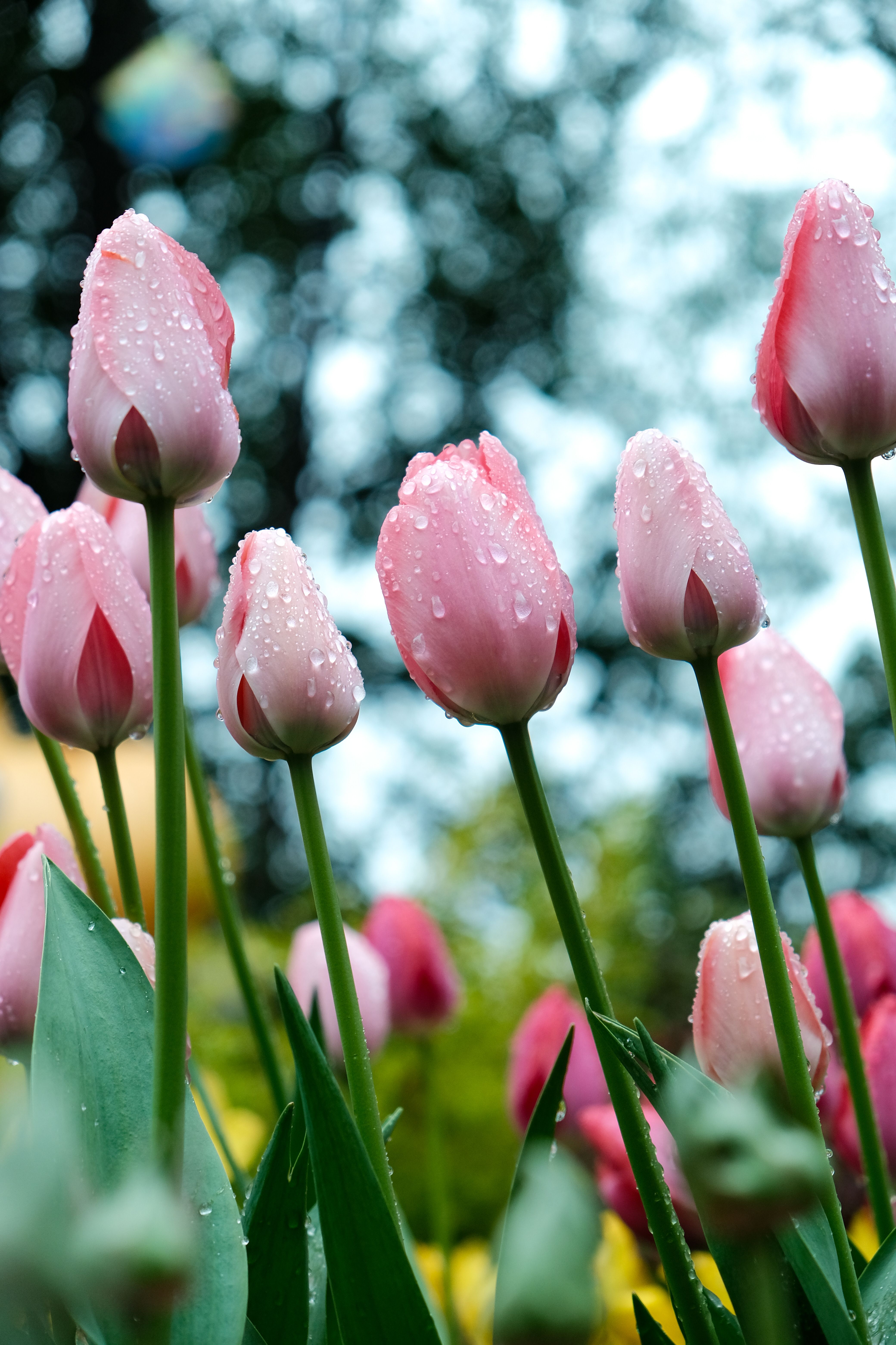 Raindrops On Pink Tulips In Bloom Outdoors Free Stock Photo