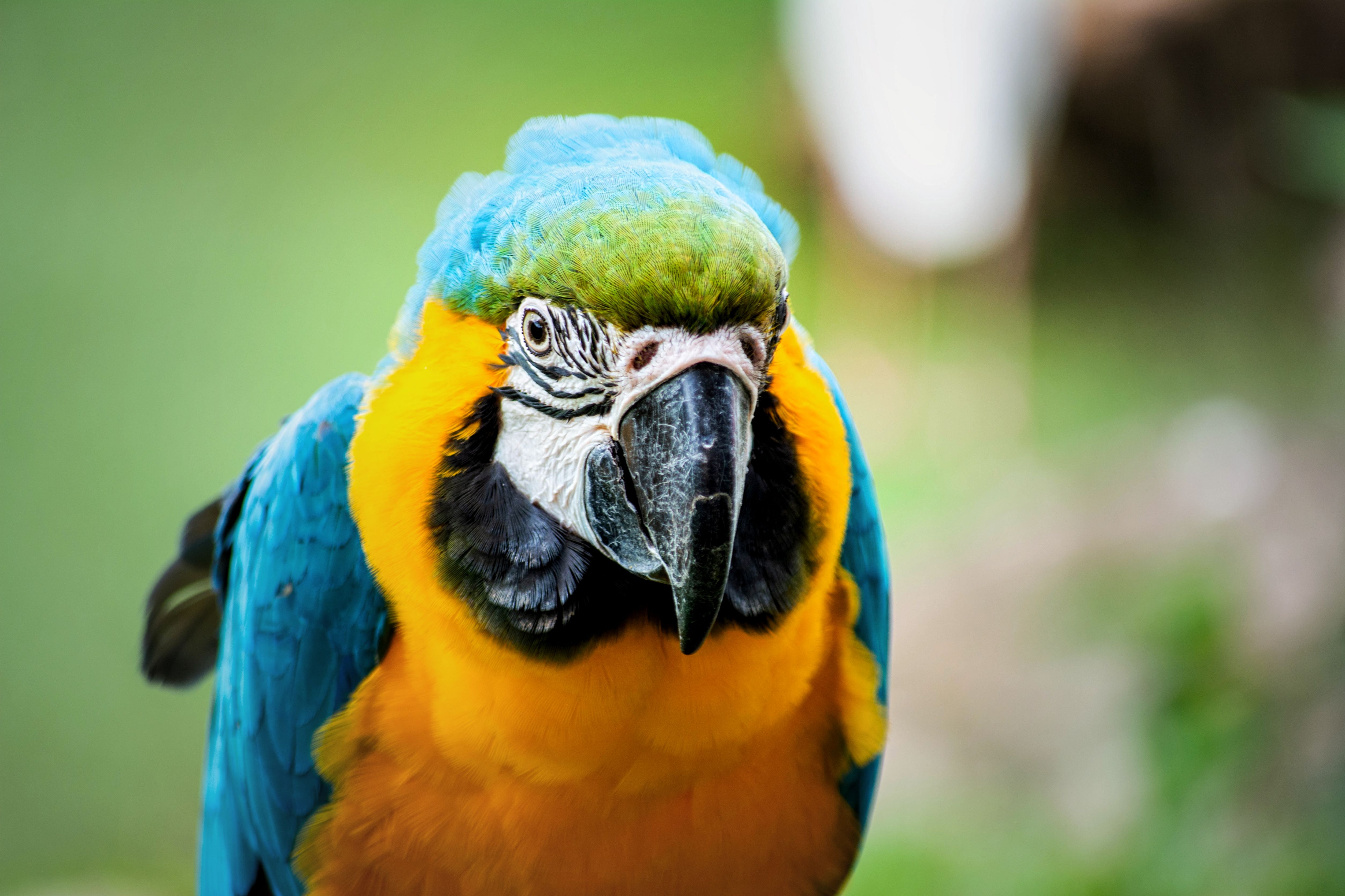 Close-up photo of a blue and yellow macaw parrot · Free Stock Photo