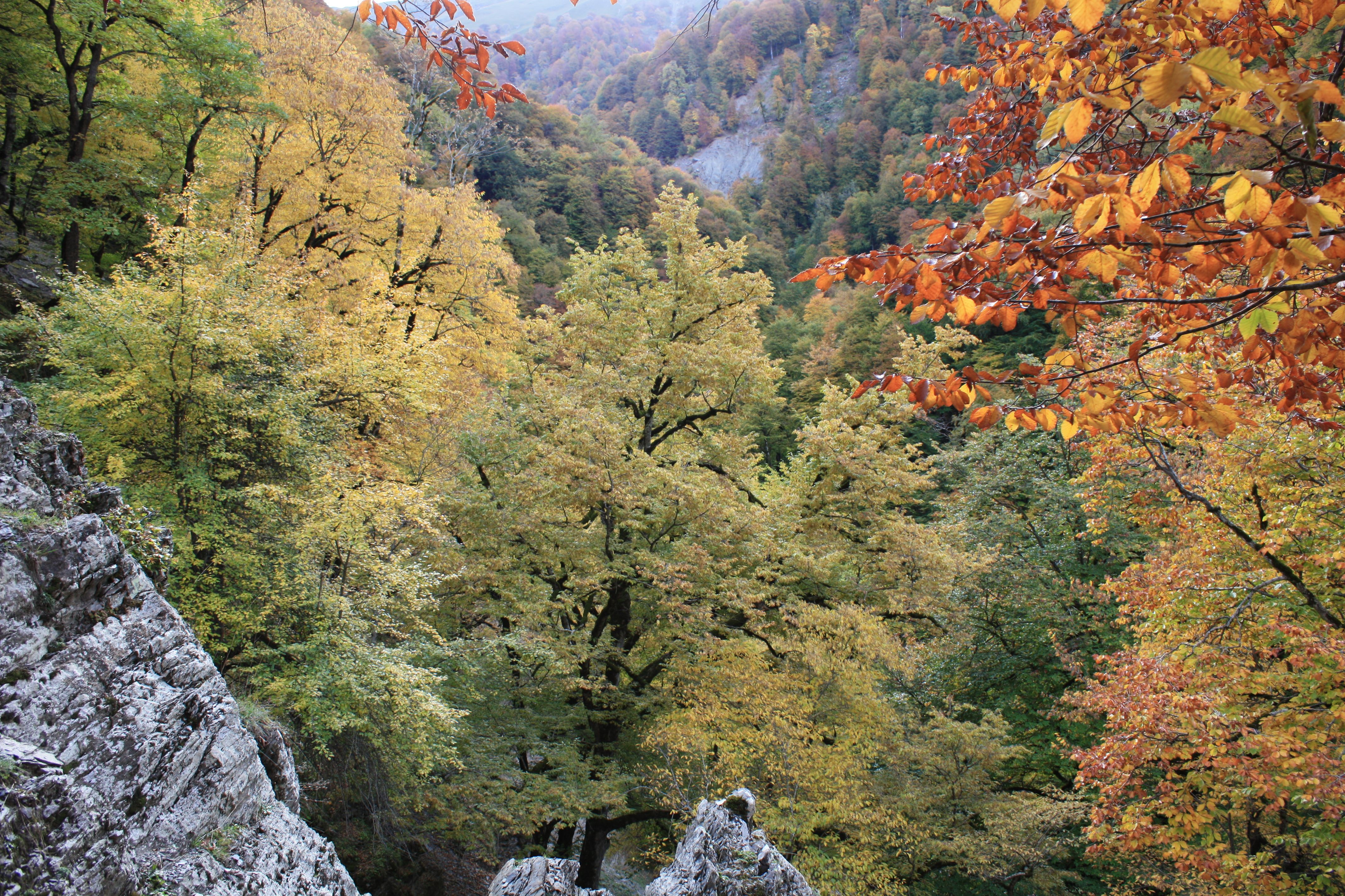 Vibrant Autumn Forest Landscape with Rocky Terrain · Free Stock Photo