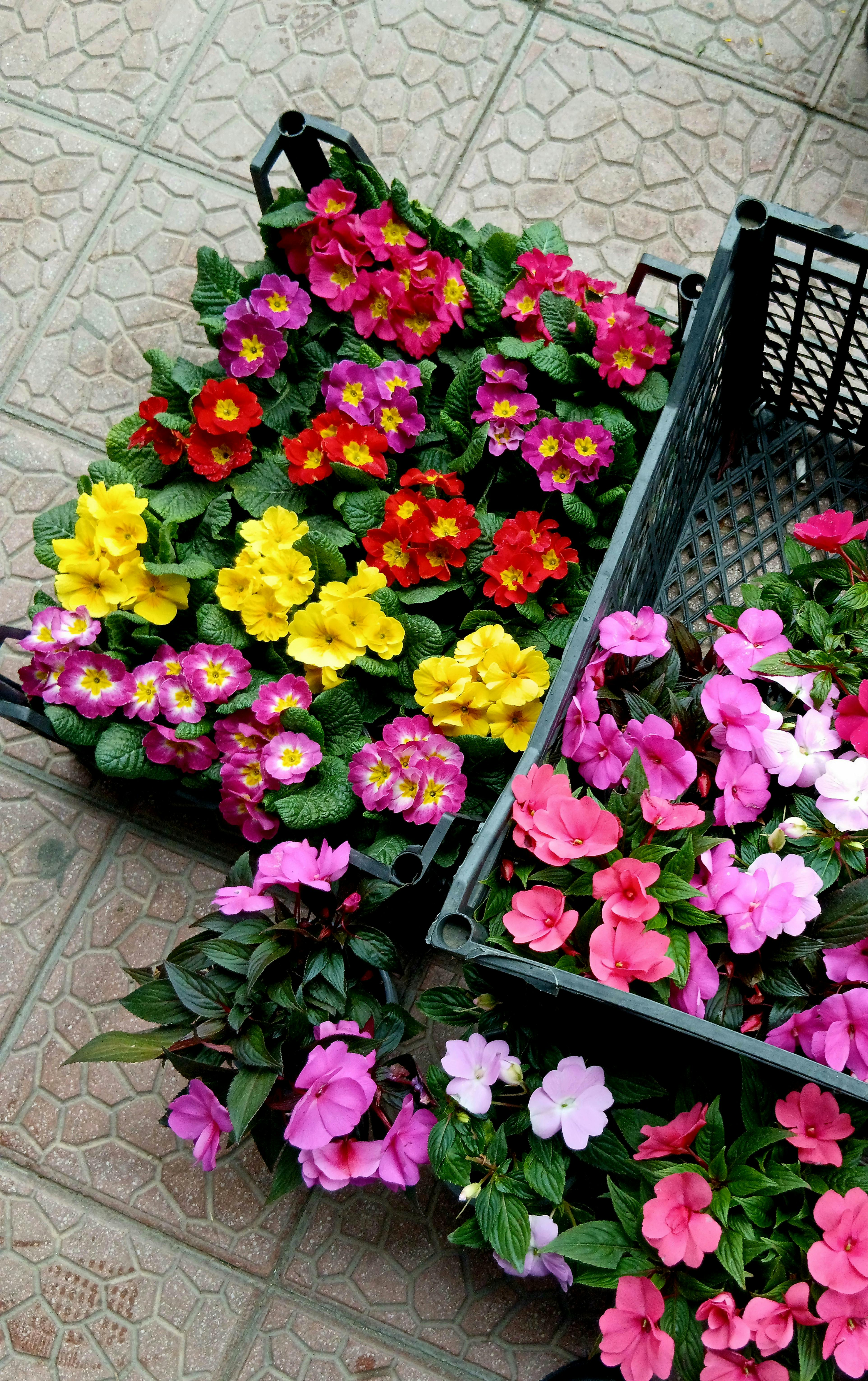 Vibrant Primrose Flowers in Outdoor Market Display · Free Stock Photo