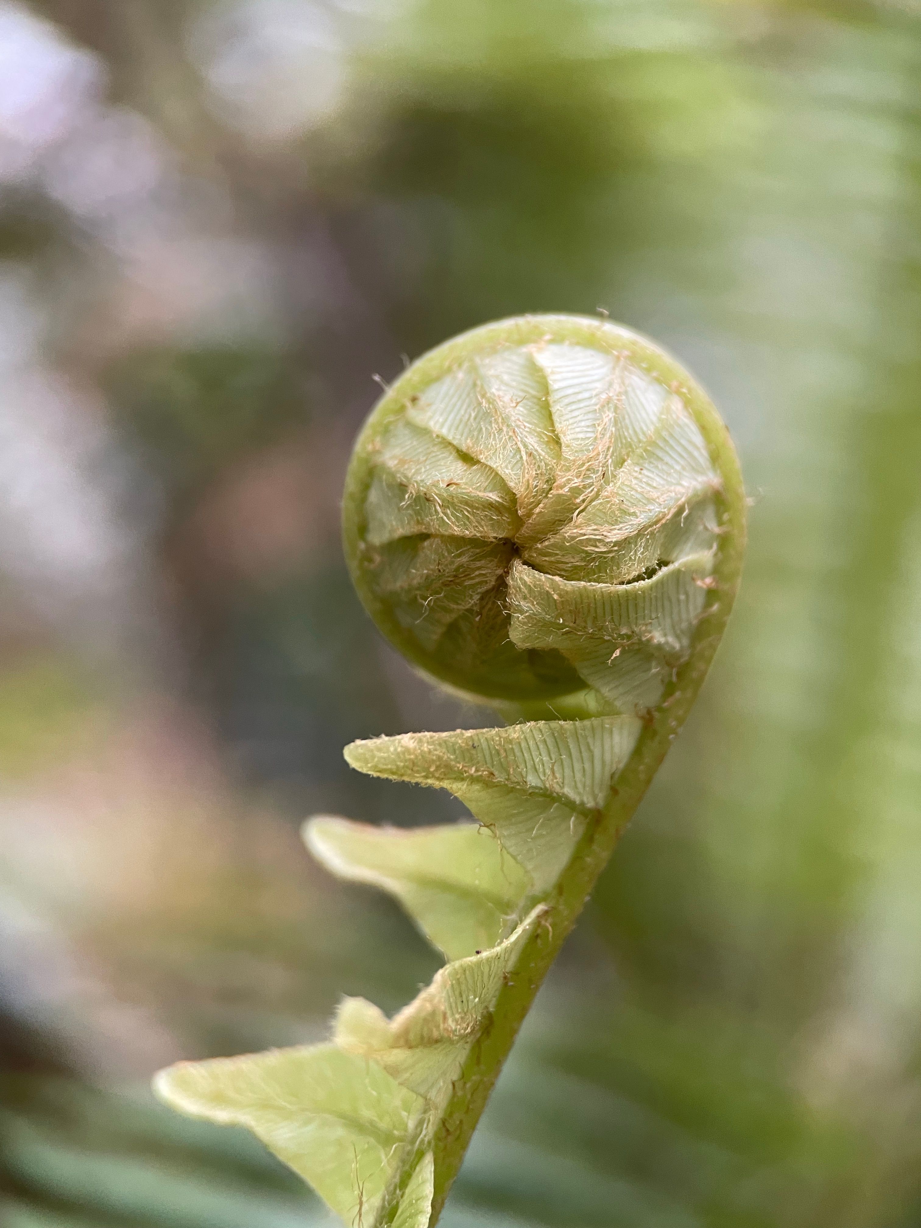 Close-Up of Emerging Fern Frond in Nature · Free Stock Photo