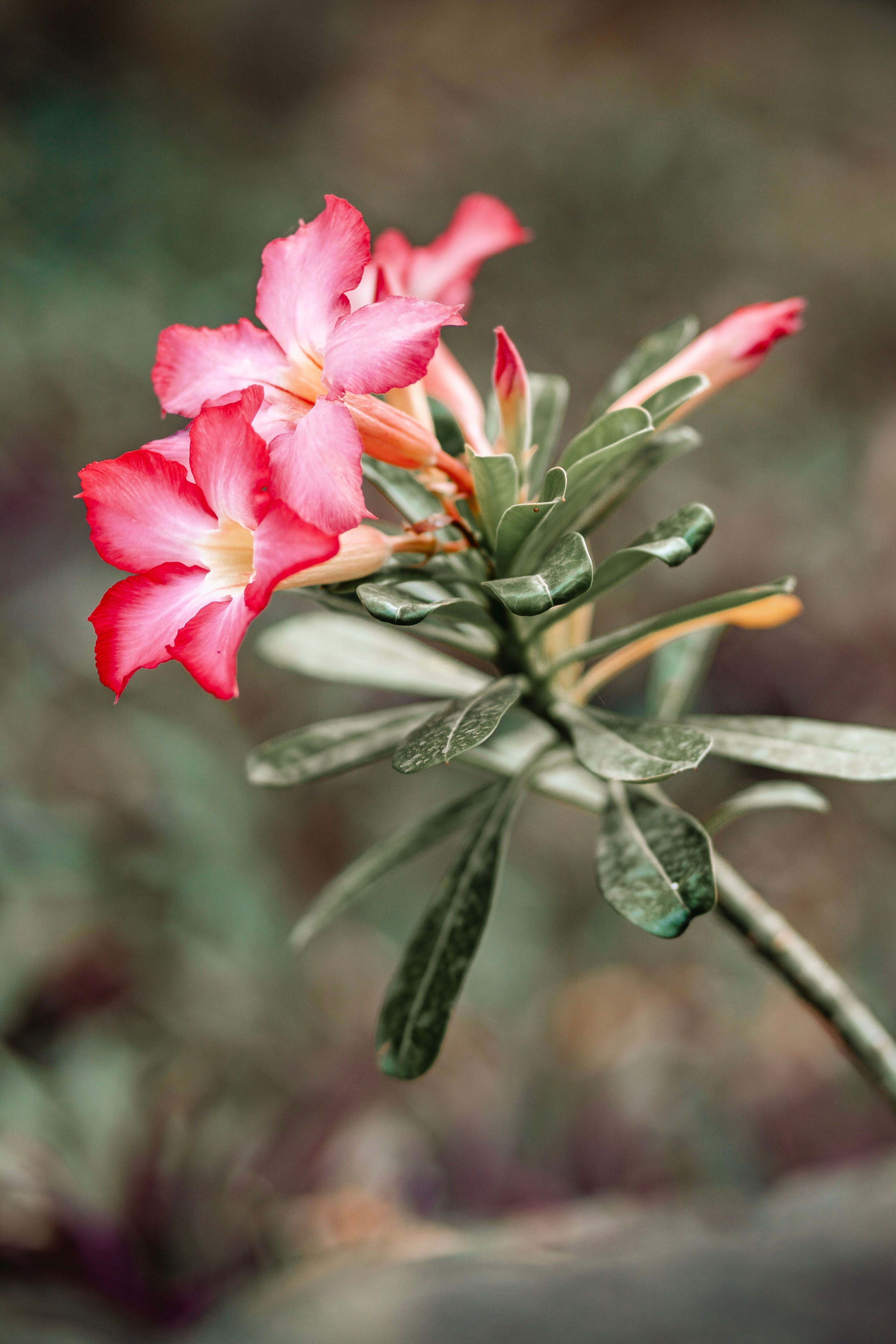 Vibrant Pink Desert Rose in Natural Setting · Free Stock Photo